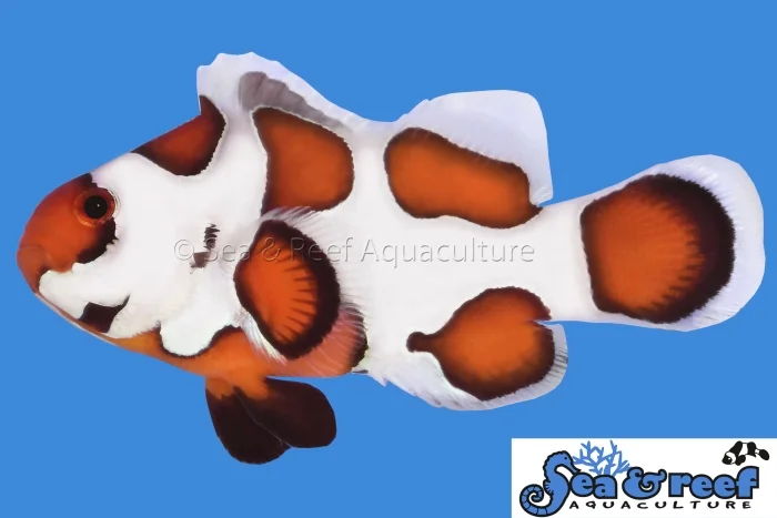 Longfin Clownfish