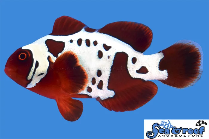 Longfin Clownfish