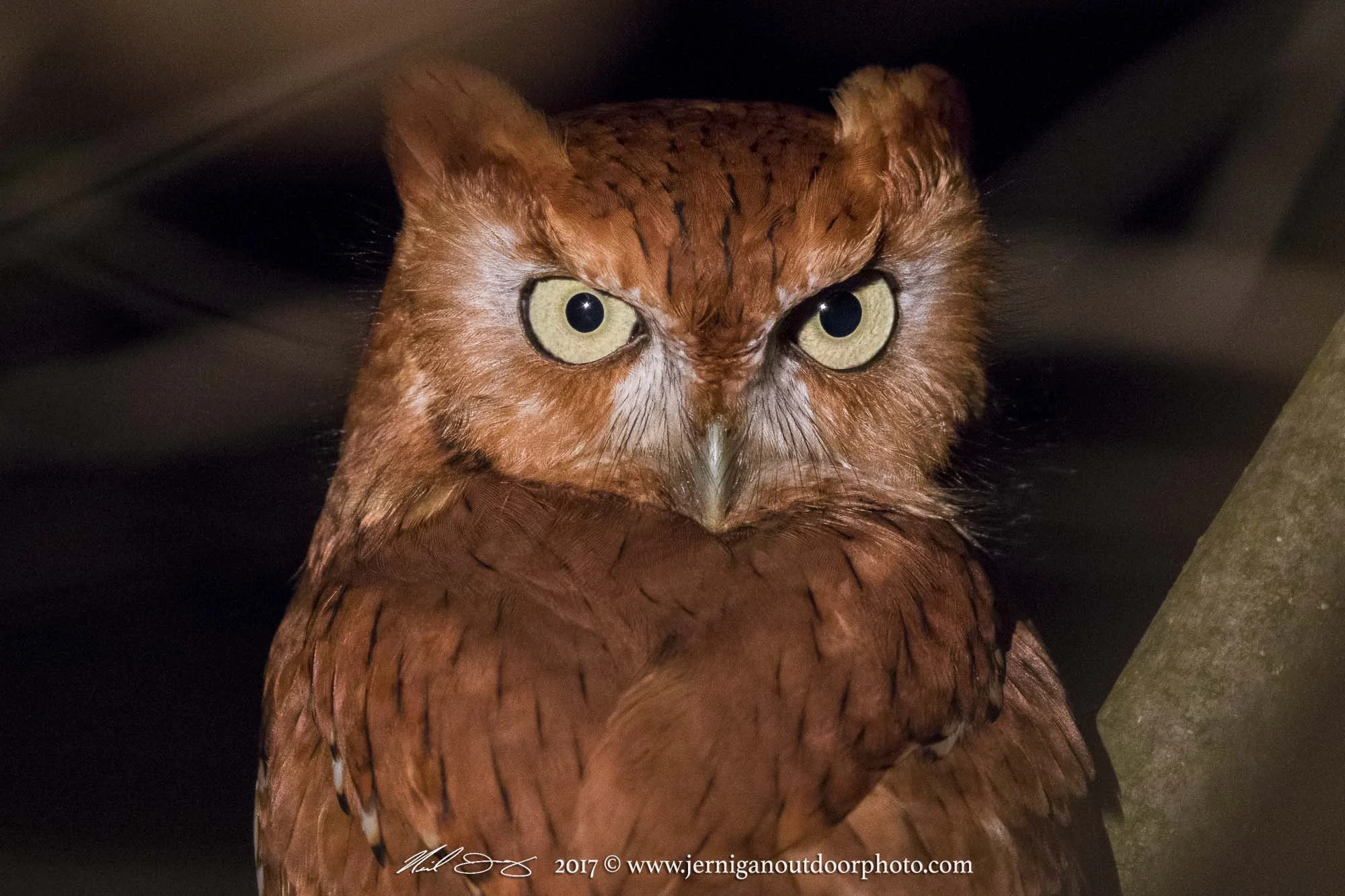 Western Screech Owl Red Phase