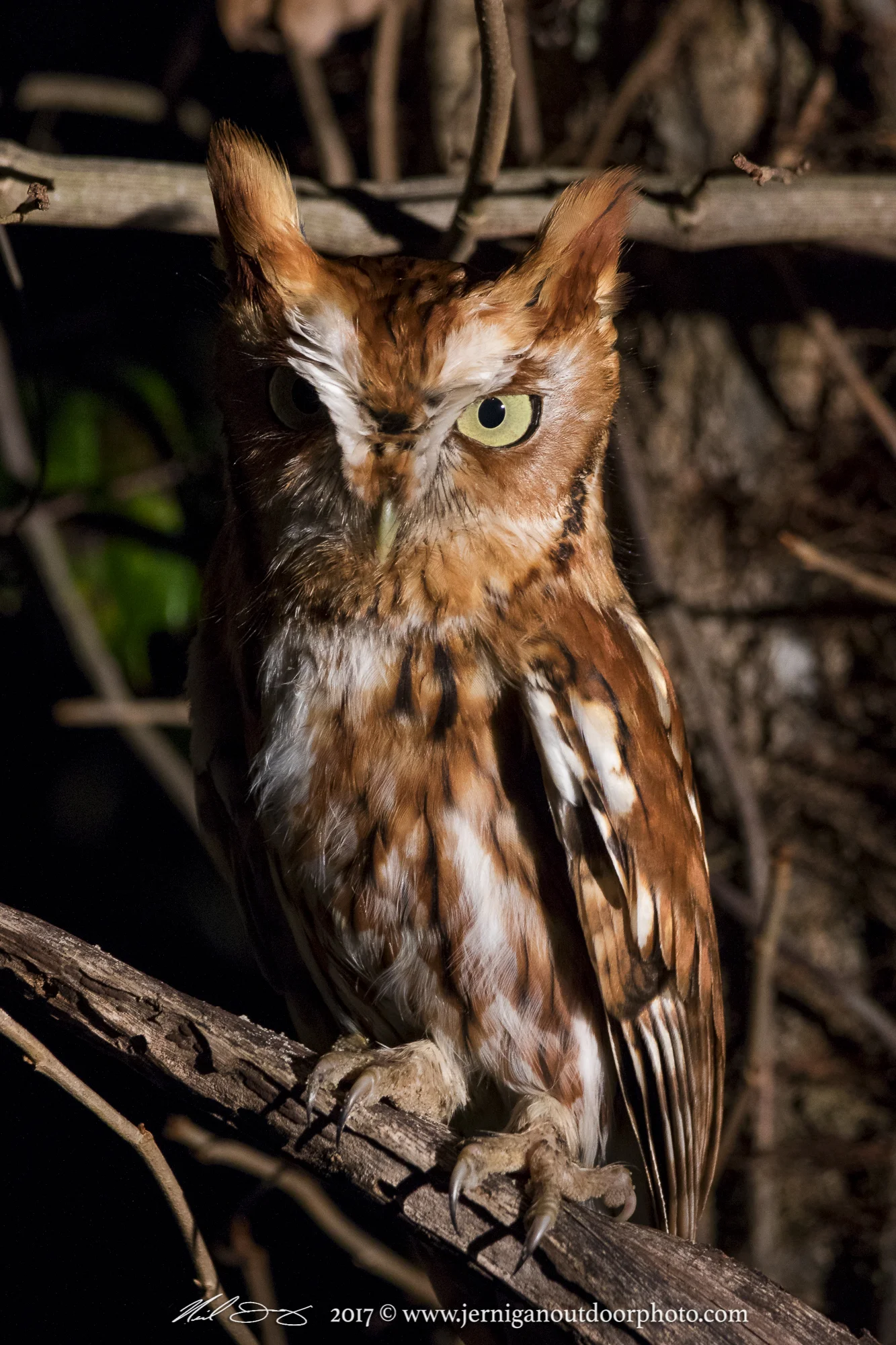 Western Screech Owl Red Phase