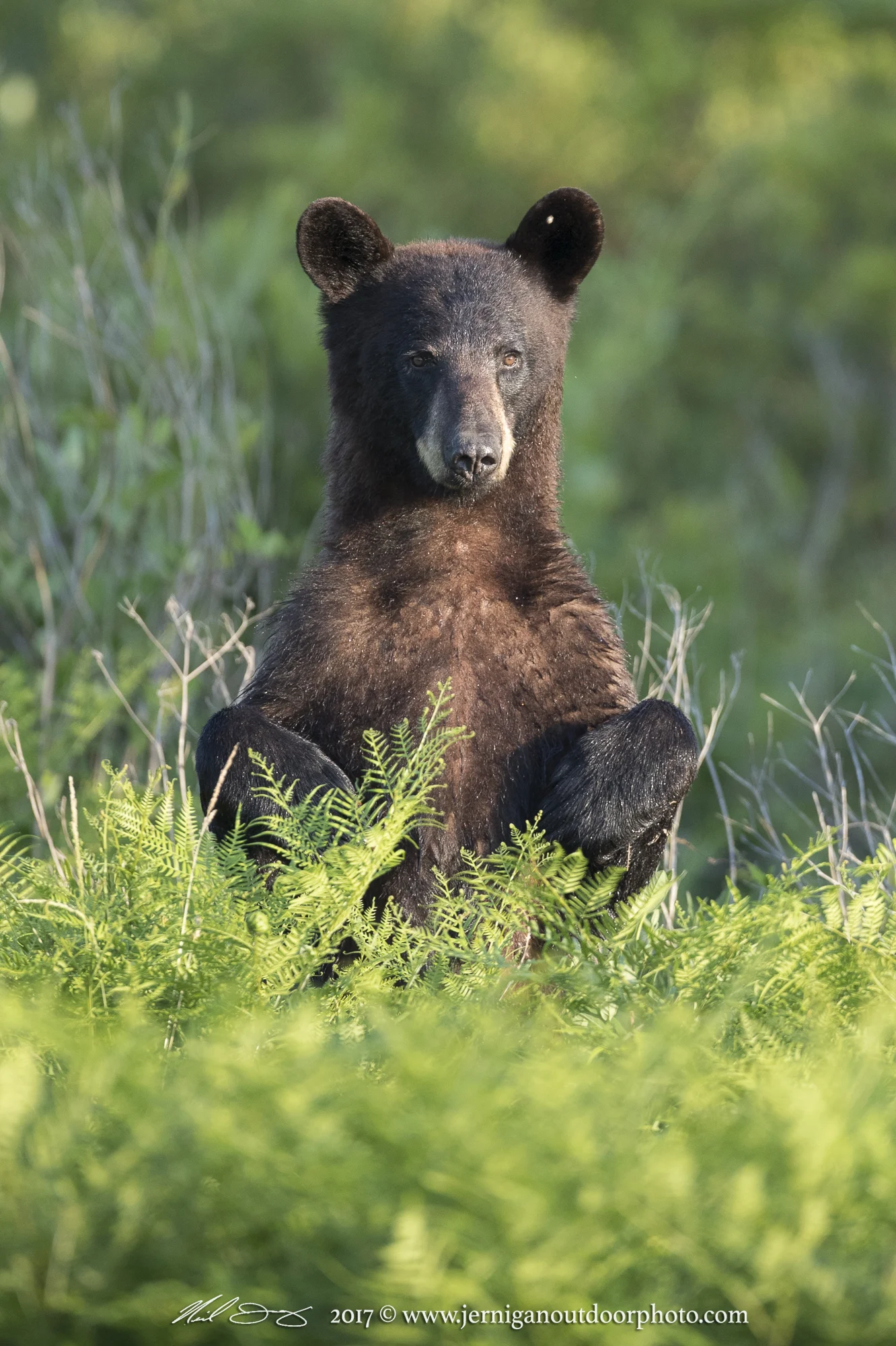 How To Draw A Black Bear Standing Up