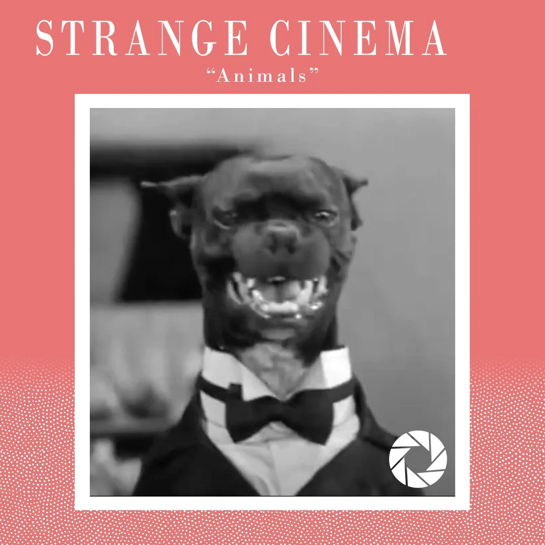 What is happening at Wizbang Theatre and the Sprit Room Cocktail Bar ...