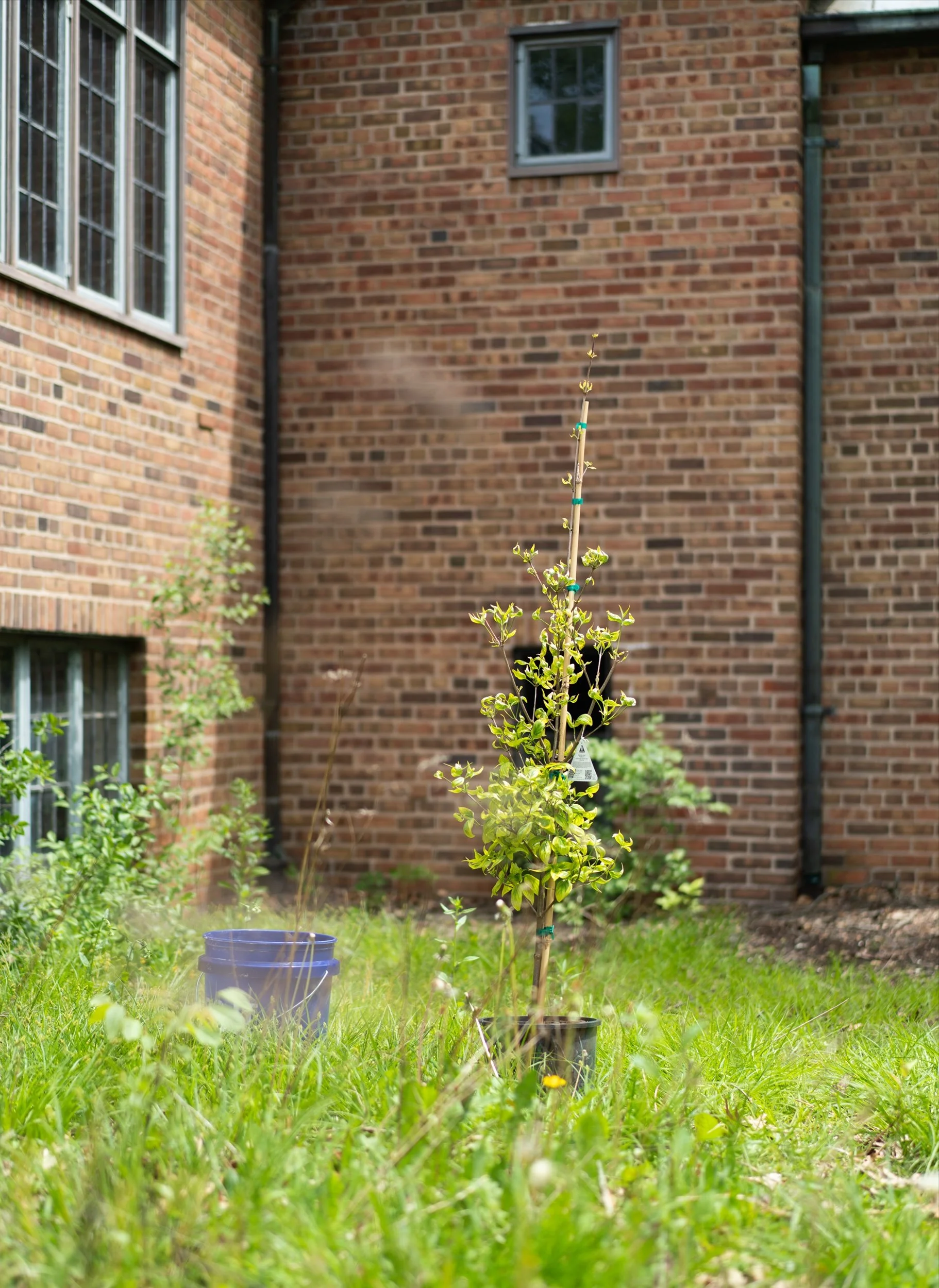 Cranbrook: Year II — Arno Goetz