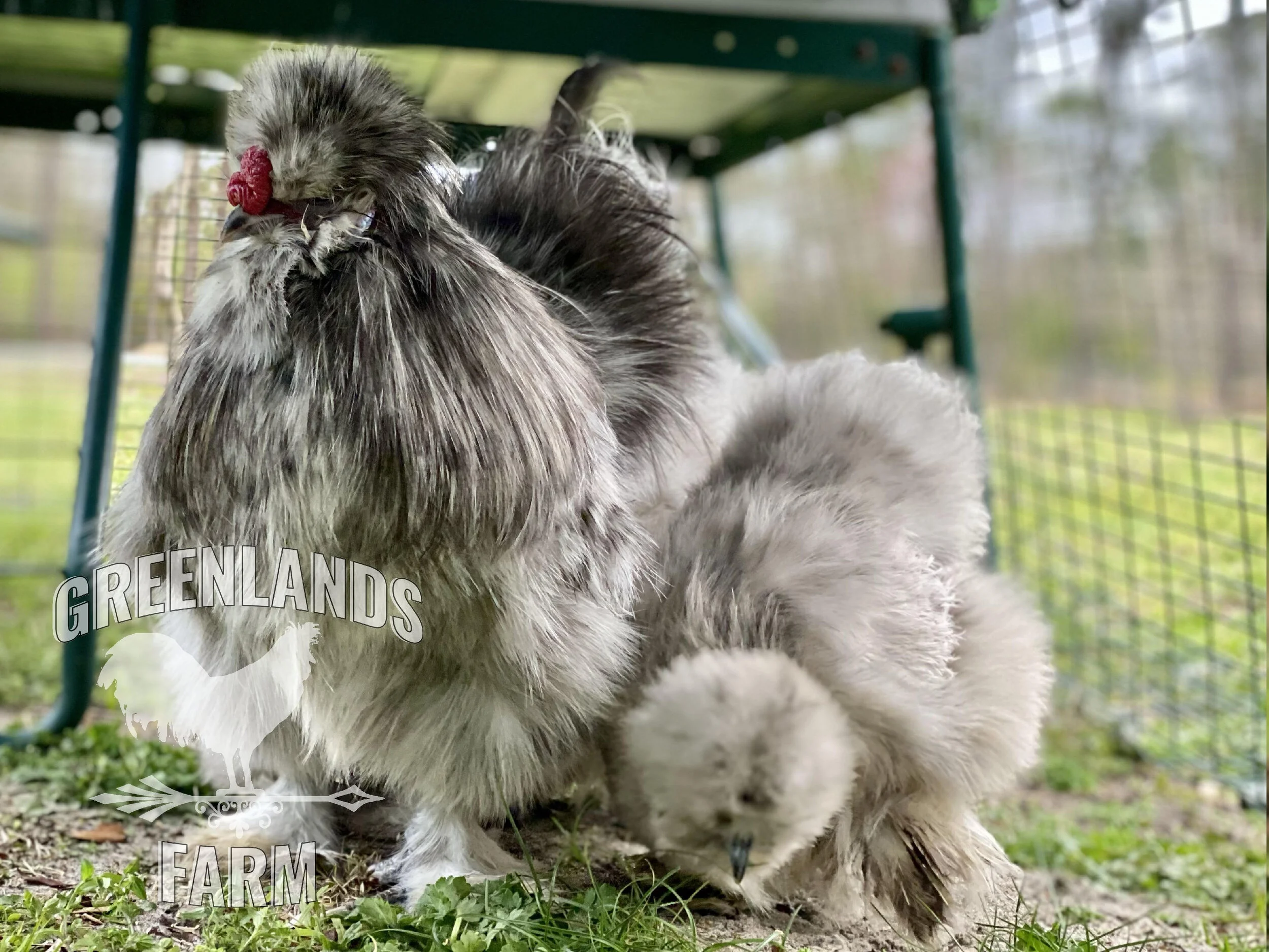 Splash Silkie