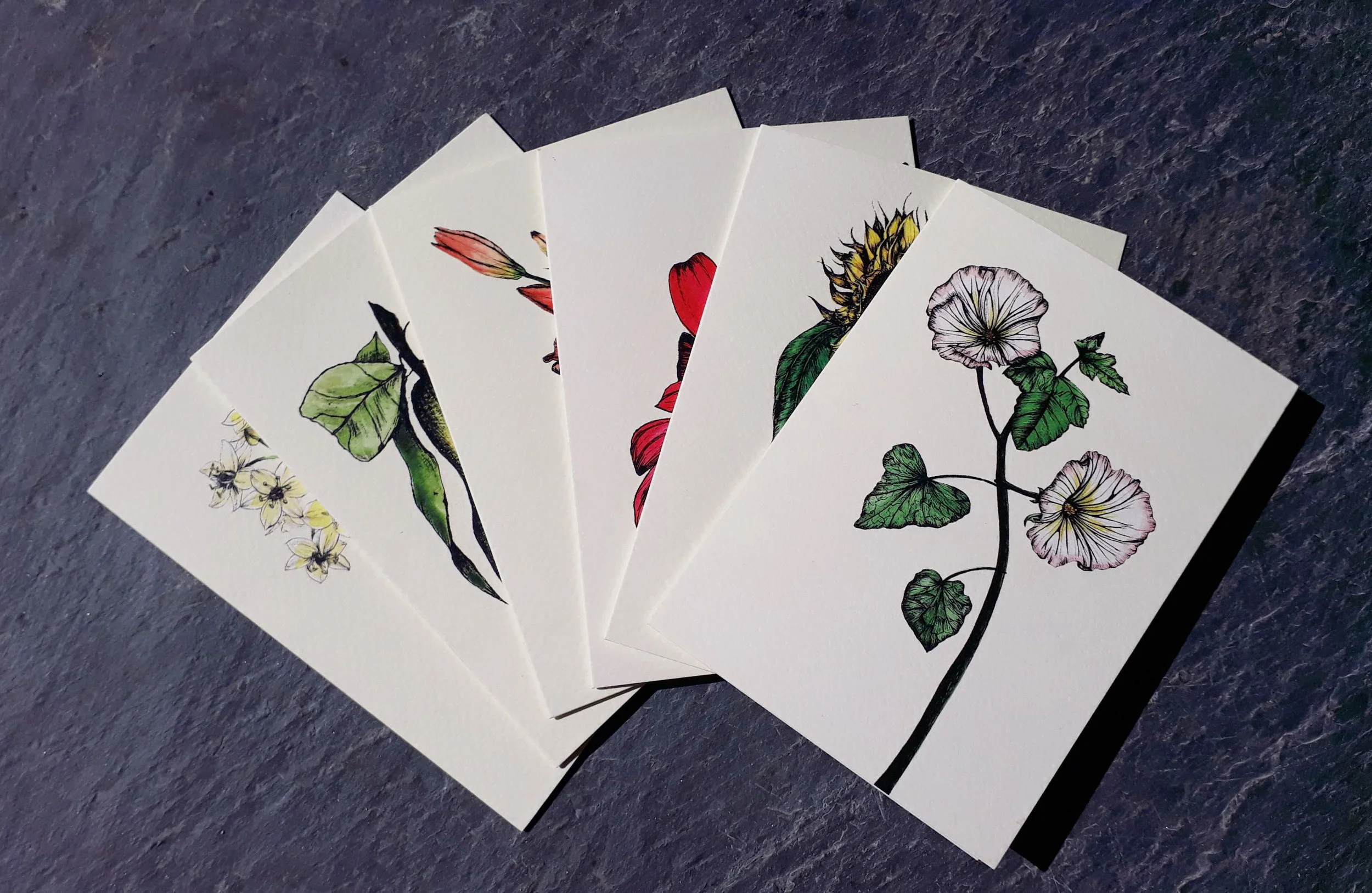 BOTANICAL cards - 6 pack — Design by Delphine Jones