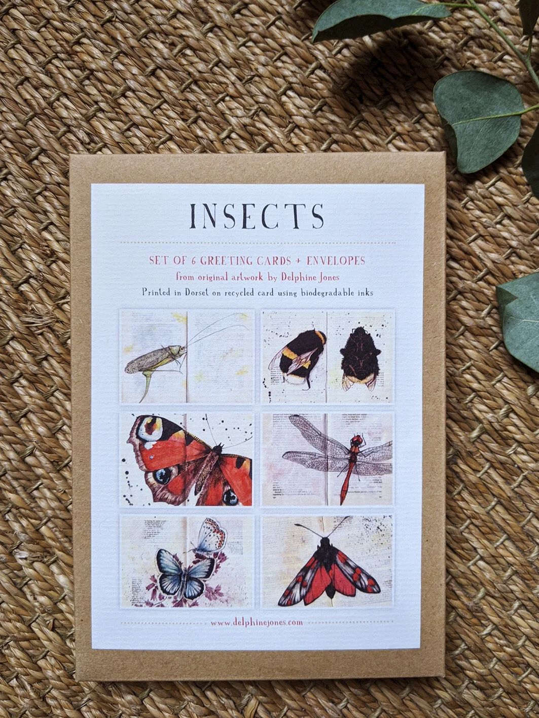 INSECTS cards - 6 pack — Design by Delphine Jones