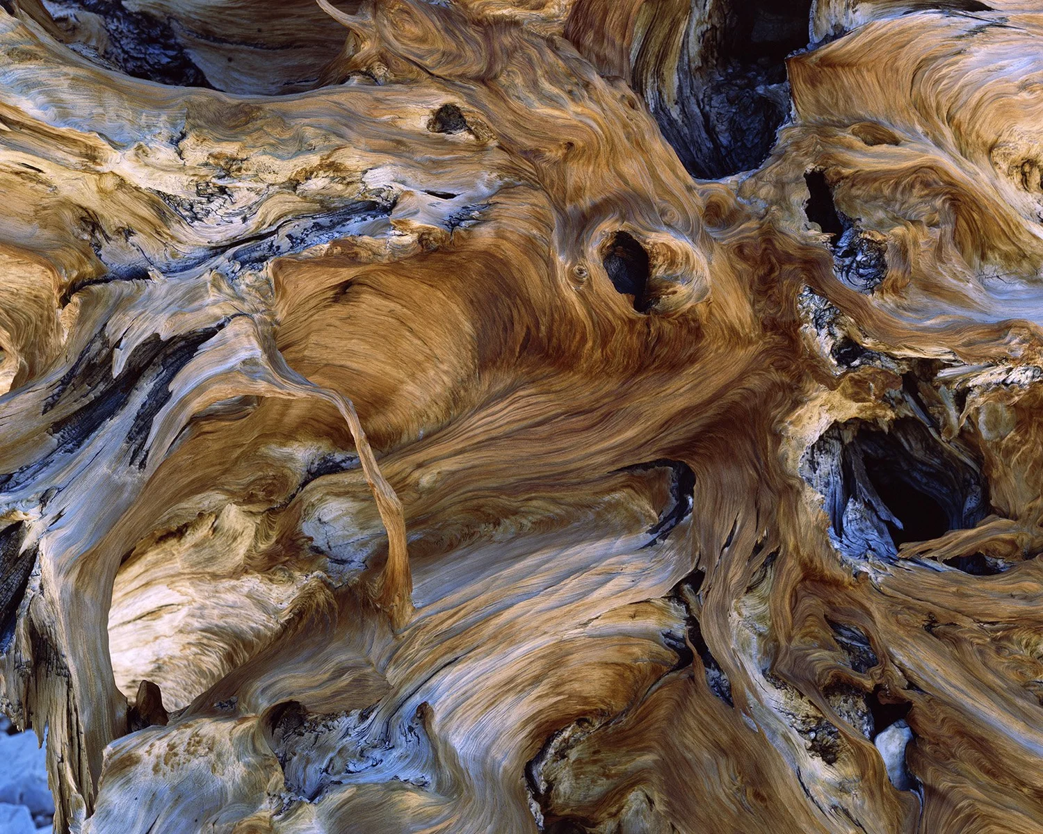 LANDSCAPE — Shane Dignum