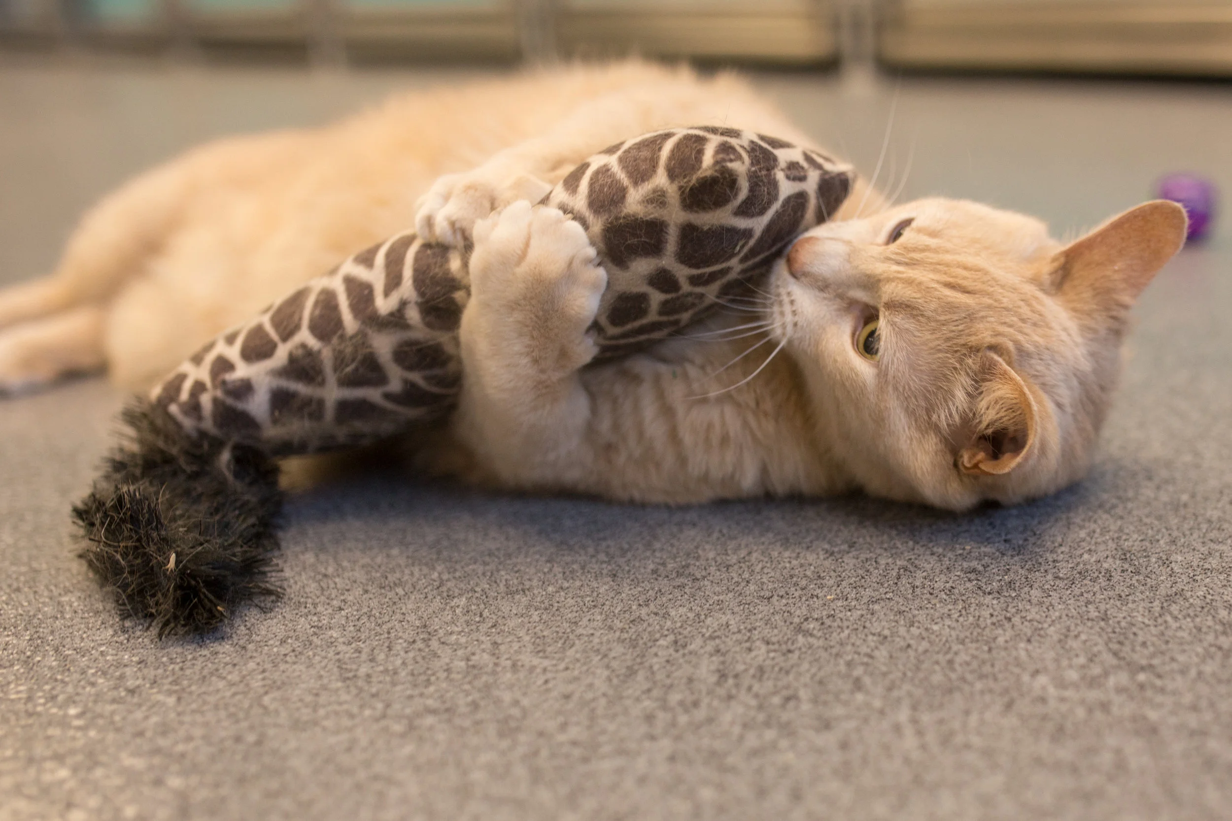 Amenities — Five Points Kennels