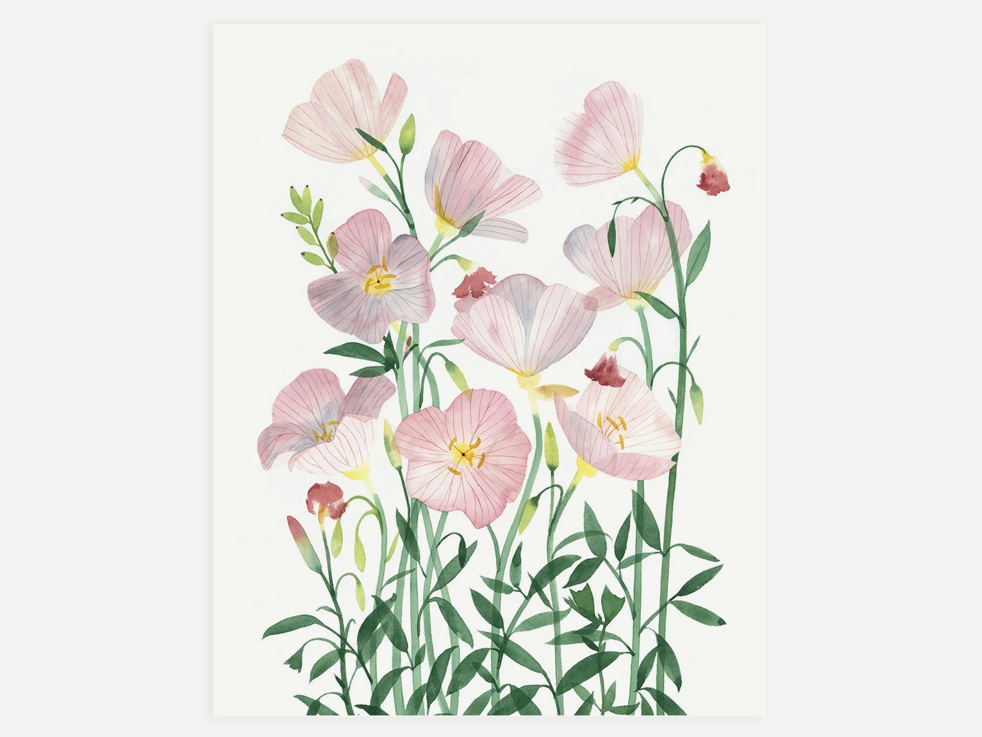 Pink Evening Primrose Drawing