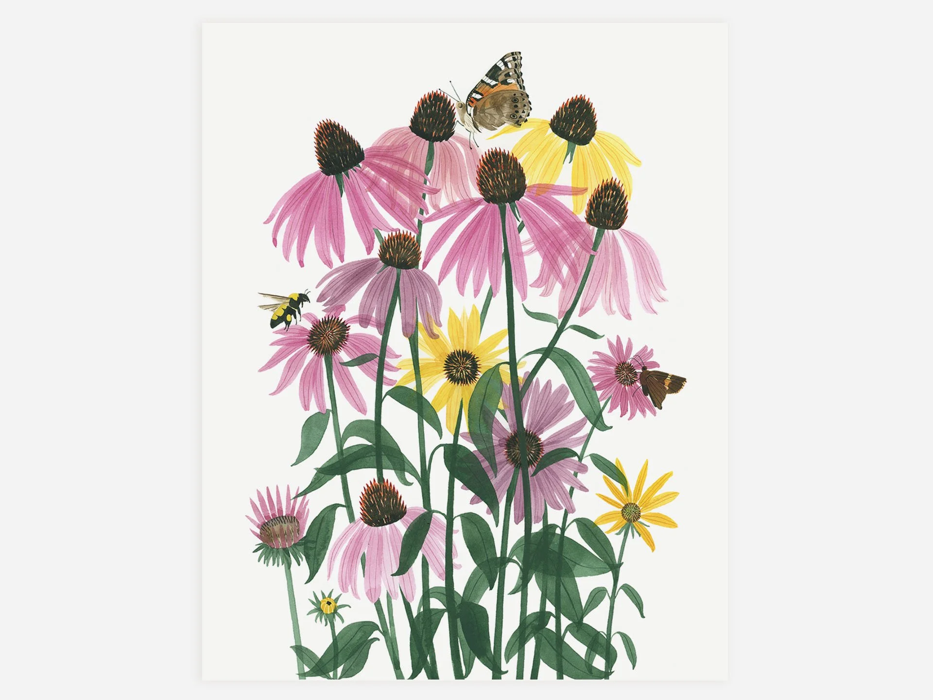 Purple Cone Flower Drawing