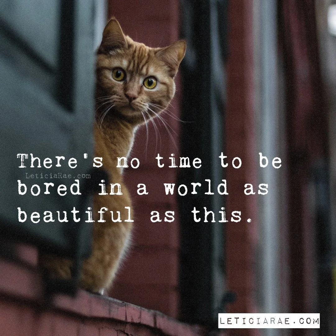 Beautiful Cat Quotes