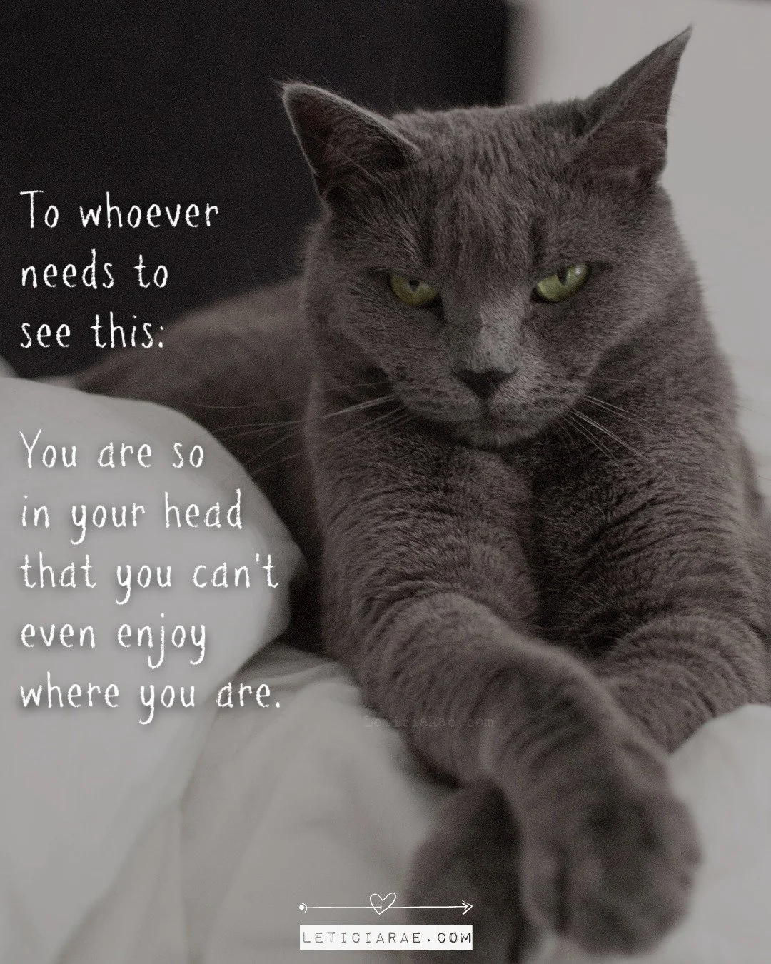 Cat Quotes Images
