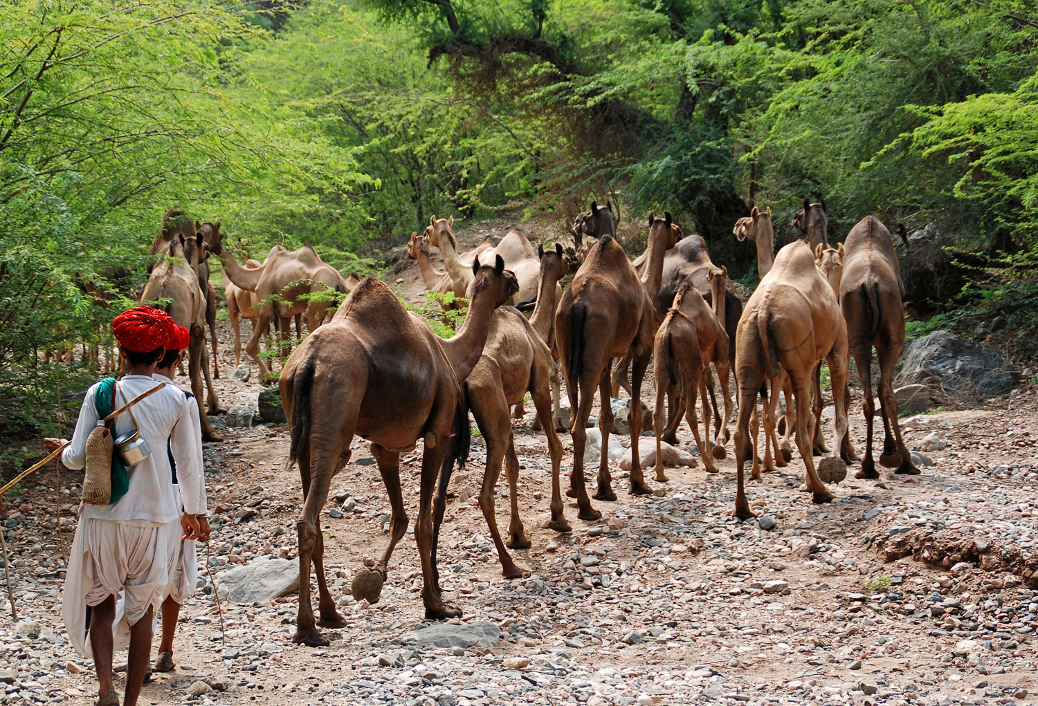 Camels of Rajasthan