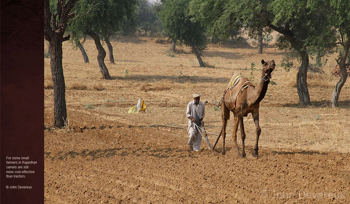 Camels of Rajasthan
