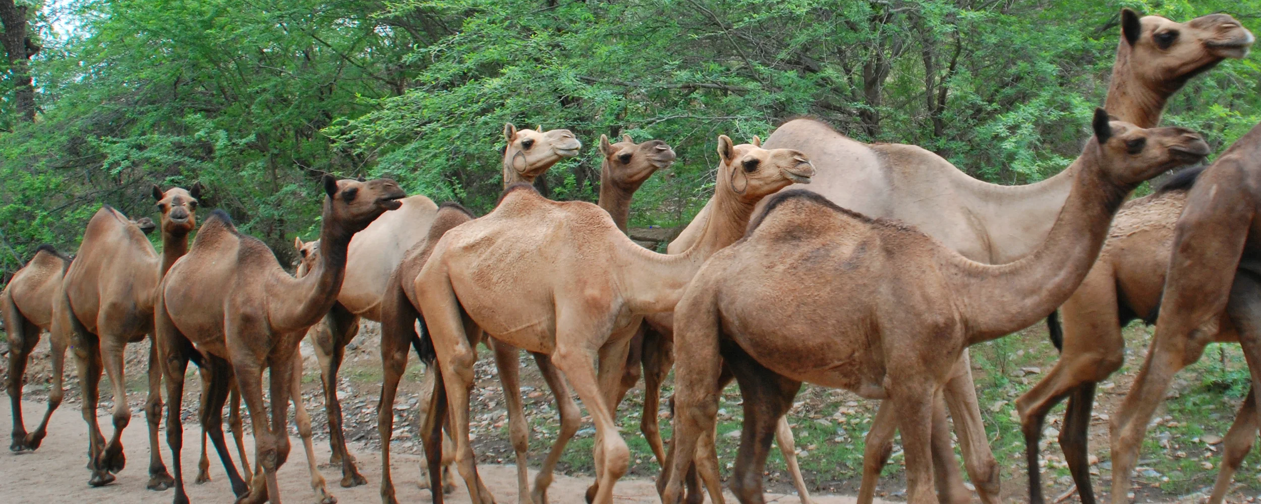 Camels of Rajasthan