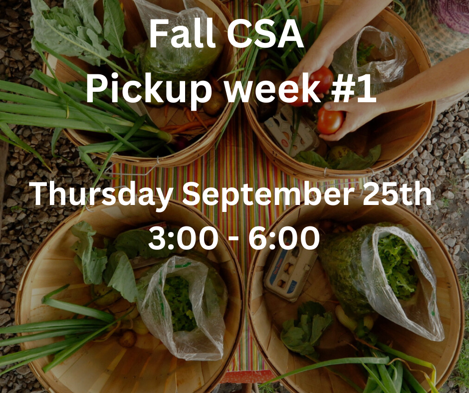 Fall CSA Week #1 — Meadowstone Farm