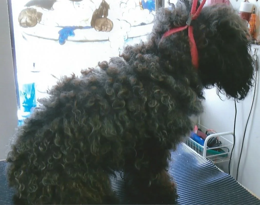 Grooming Gallery — The Loving Groomer LLC