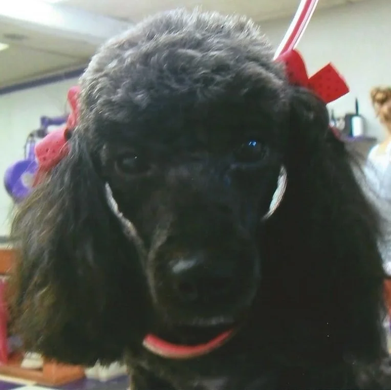 Grooming Gallery — The Loving Groomer LLC