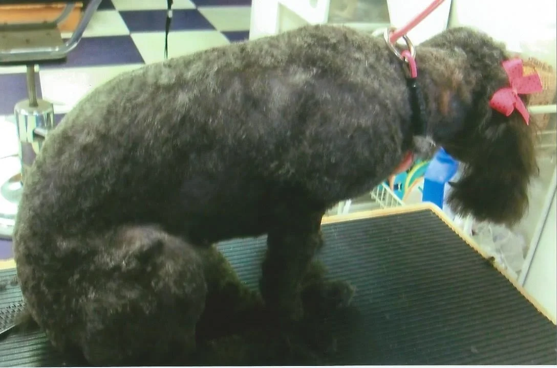 Grooming Gallery — The Loving Groomer LLC