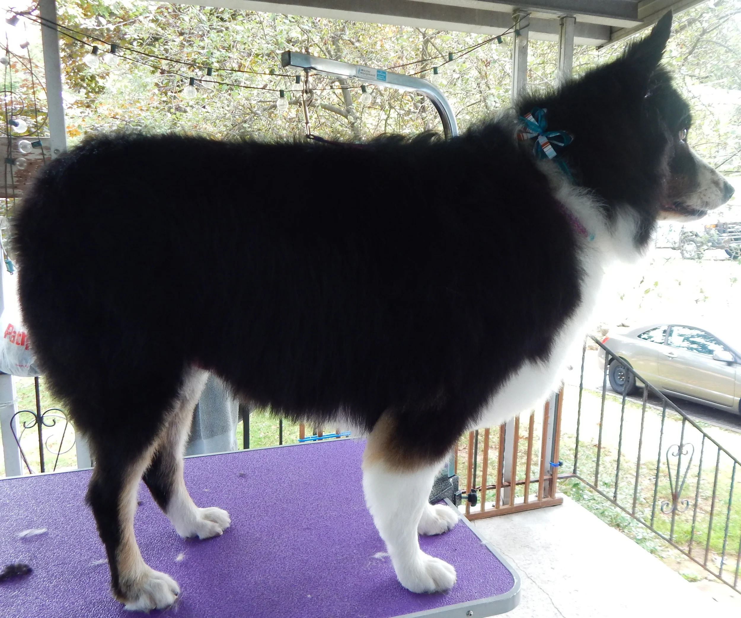 Grooming Gallery — The Loving Groomer LLC