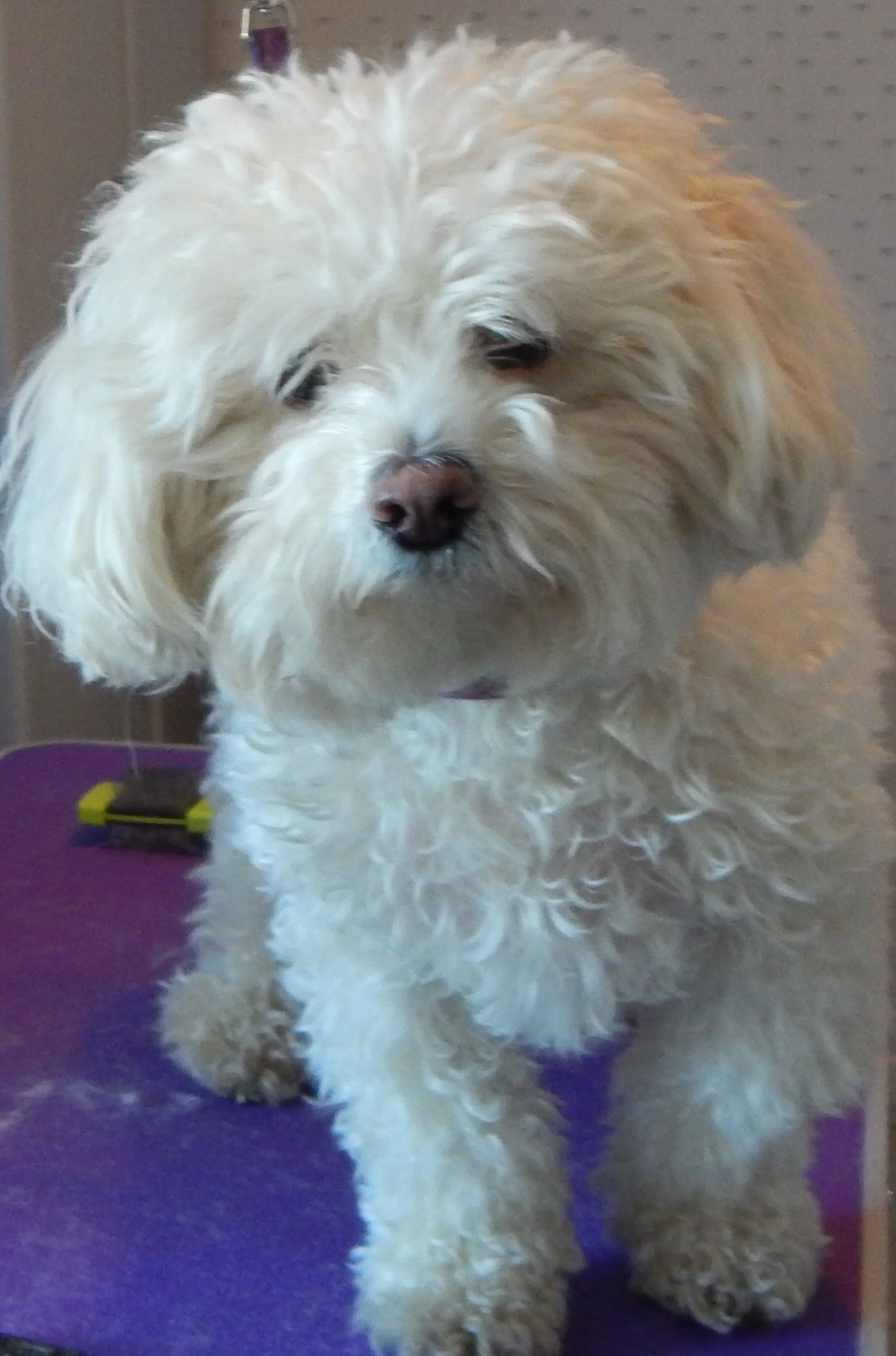 Grooming Gallery — The Loving Groomer LLC