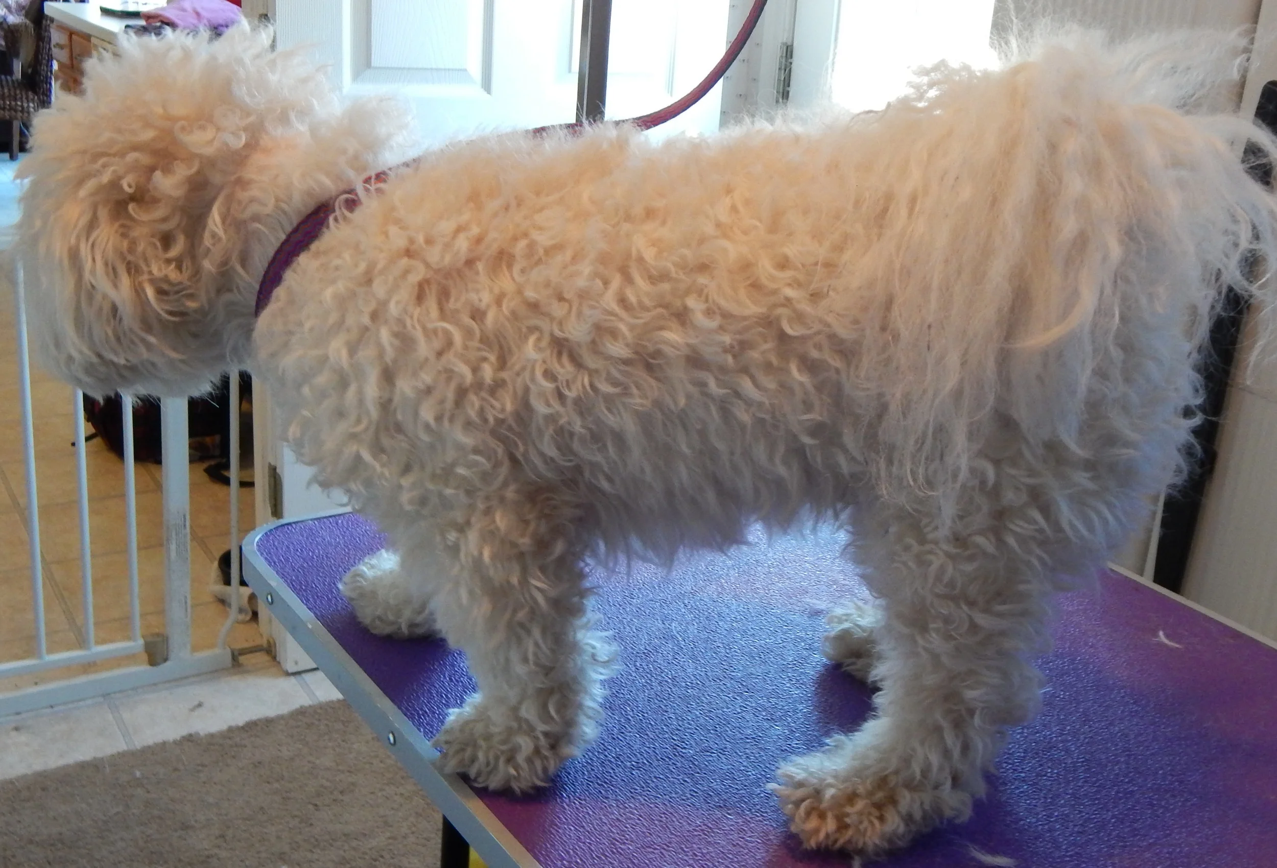 Grooming Gallery — The Loving Groomer LLC