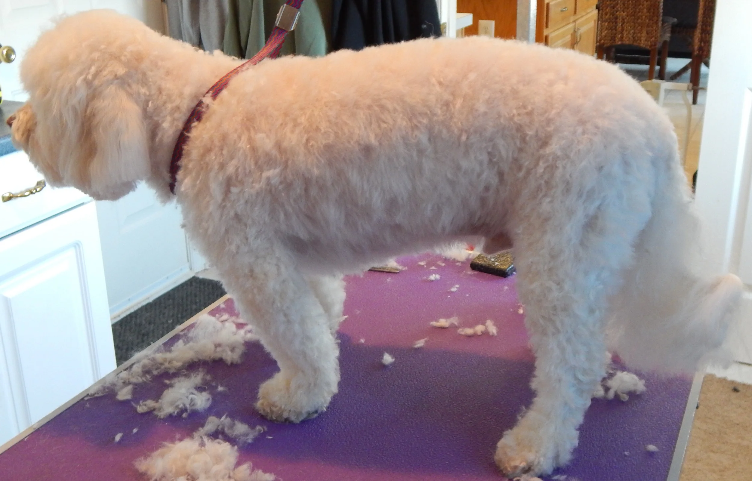 Grooming Gallery — The Loving Groomer LLC