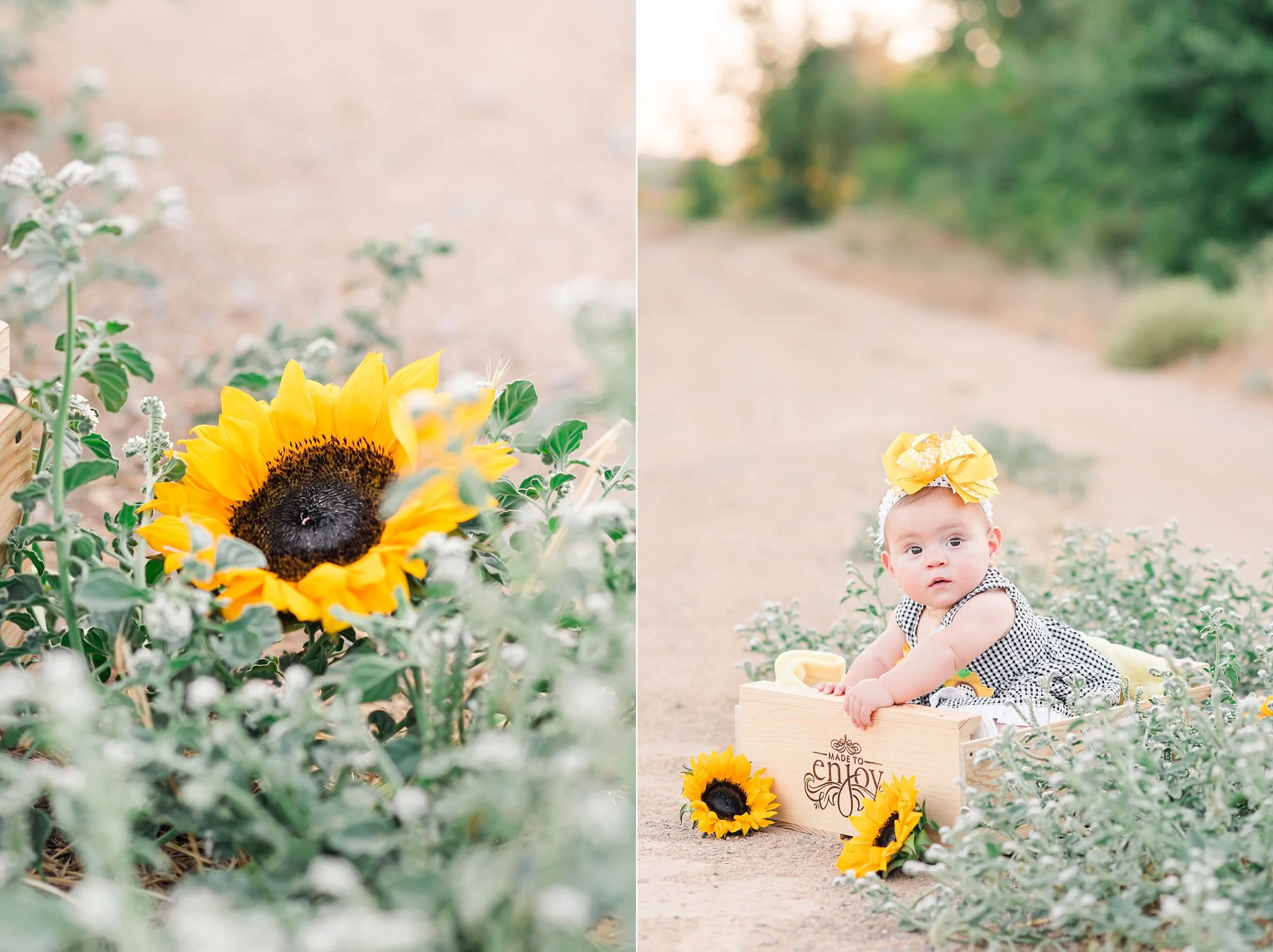 Summertime Sunflower Baby — Jen Peterson Photography