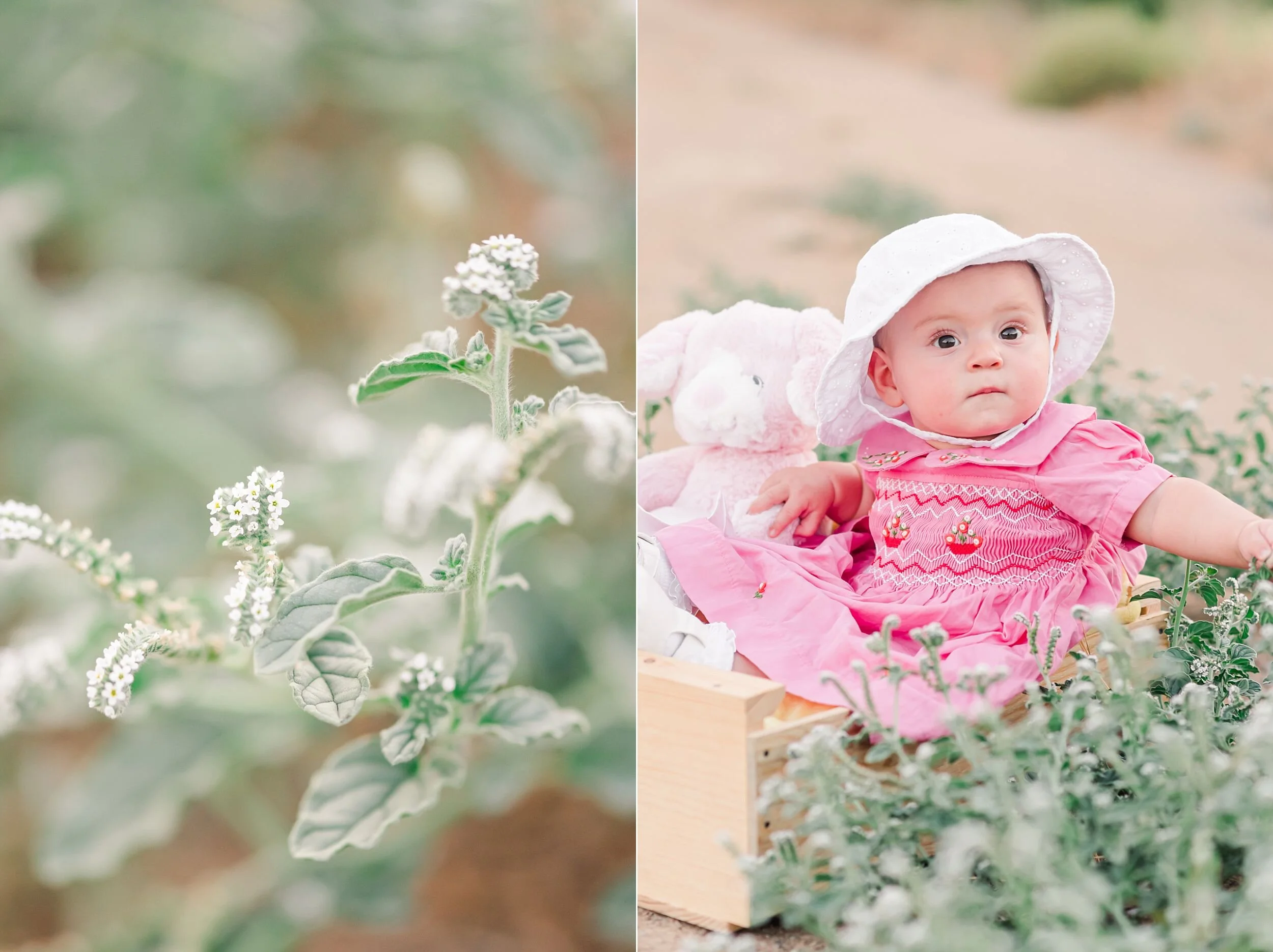 Summertime Sunflower Baby — Jen Peterson Photography