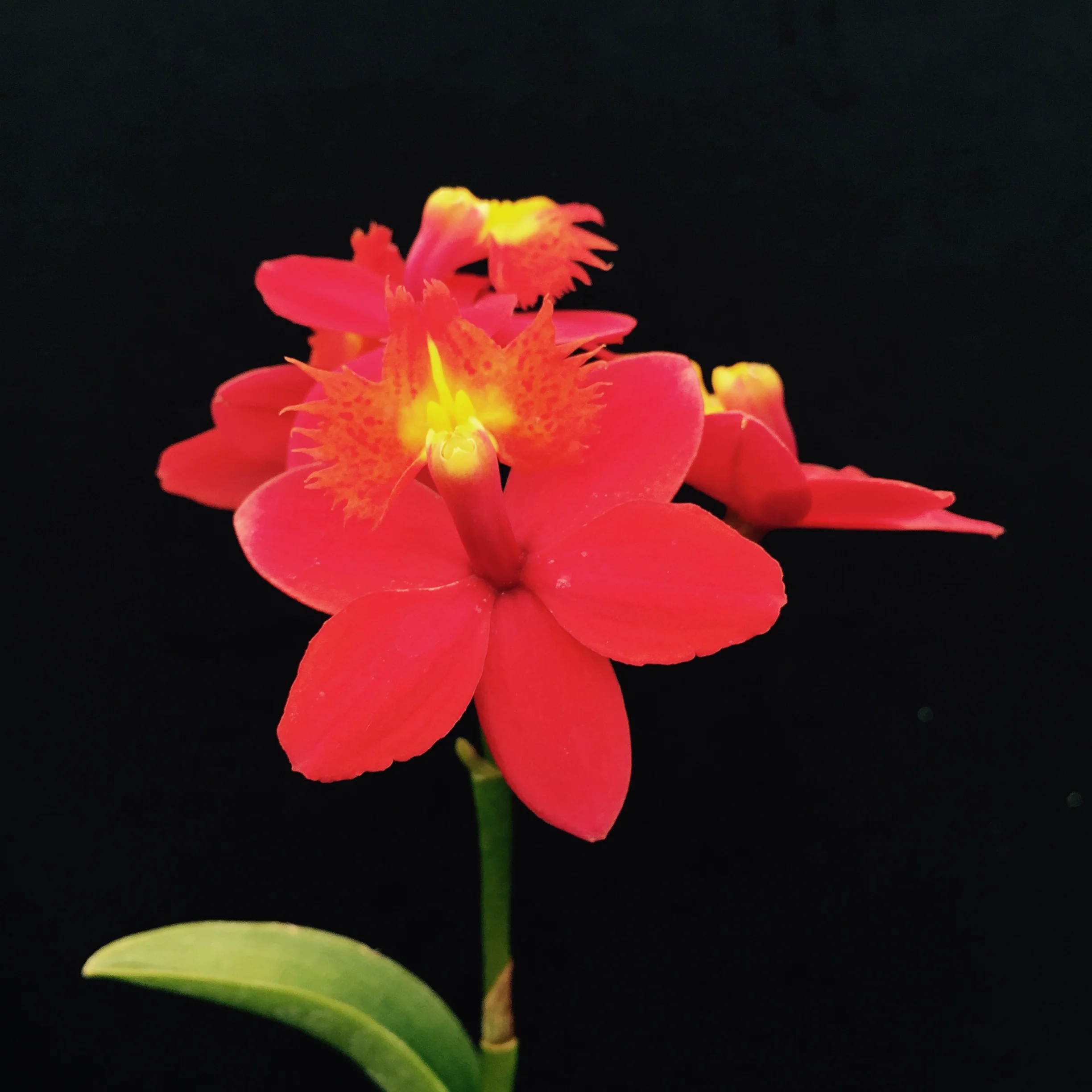 Epidendrums — Cal-Orchid Inc.