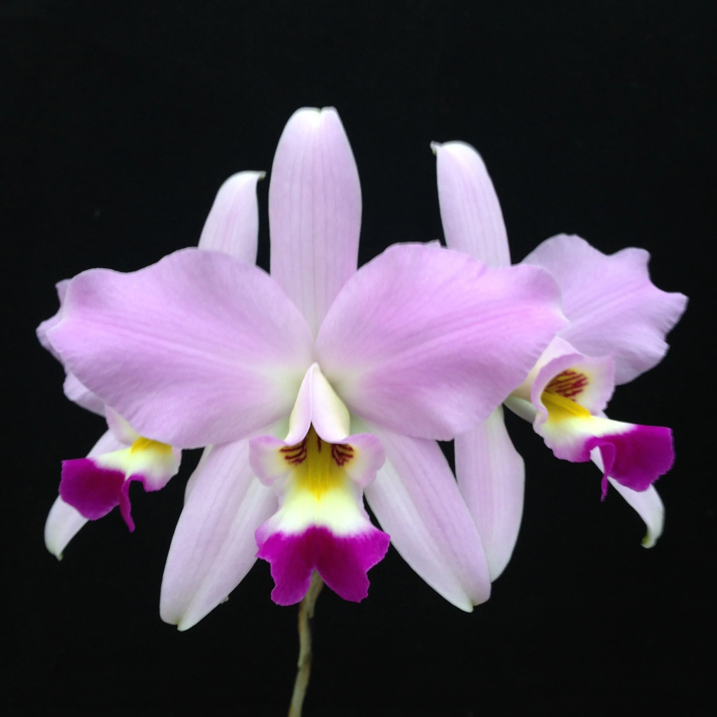 Laelia anceps — Cal-Orchid Inc.