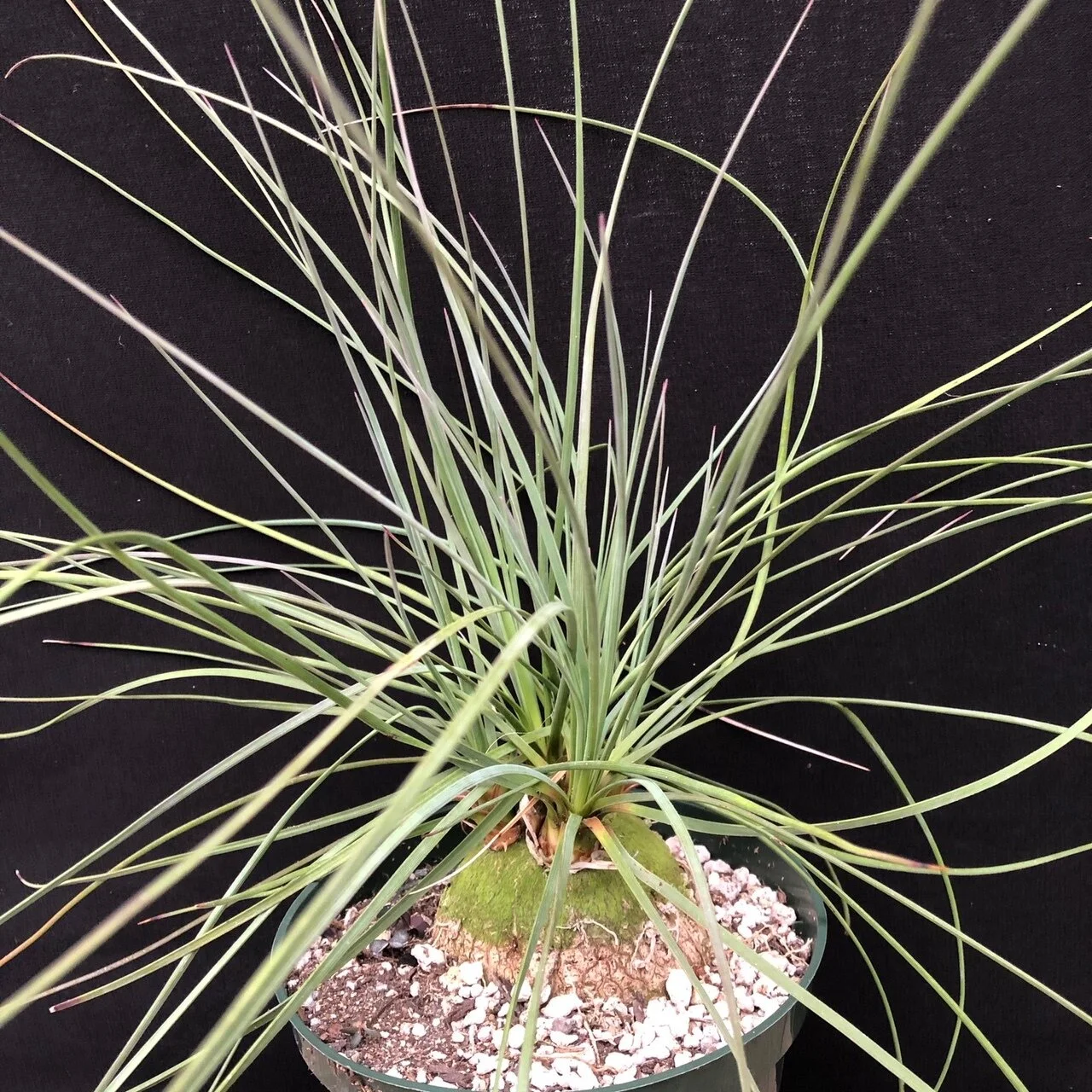 Botanicals — Cal-Orchid Inc.