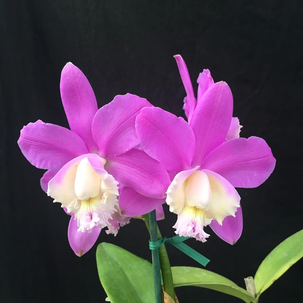 Cattleyas — Cal-Orchid Inc.