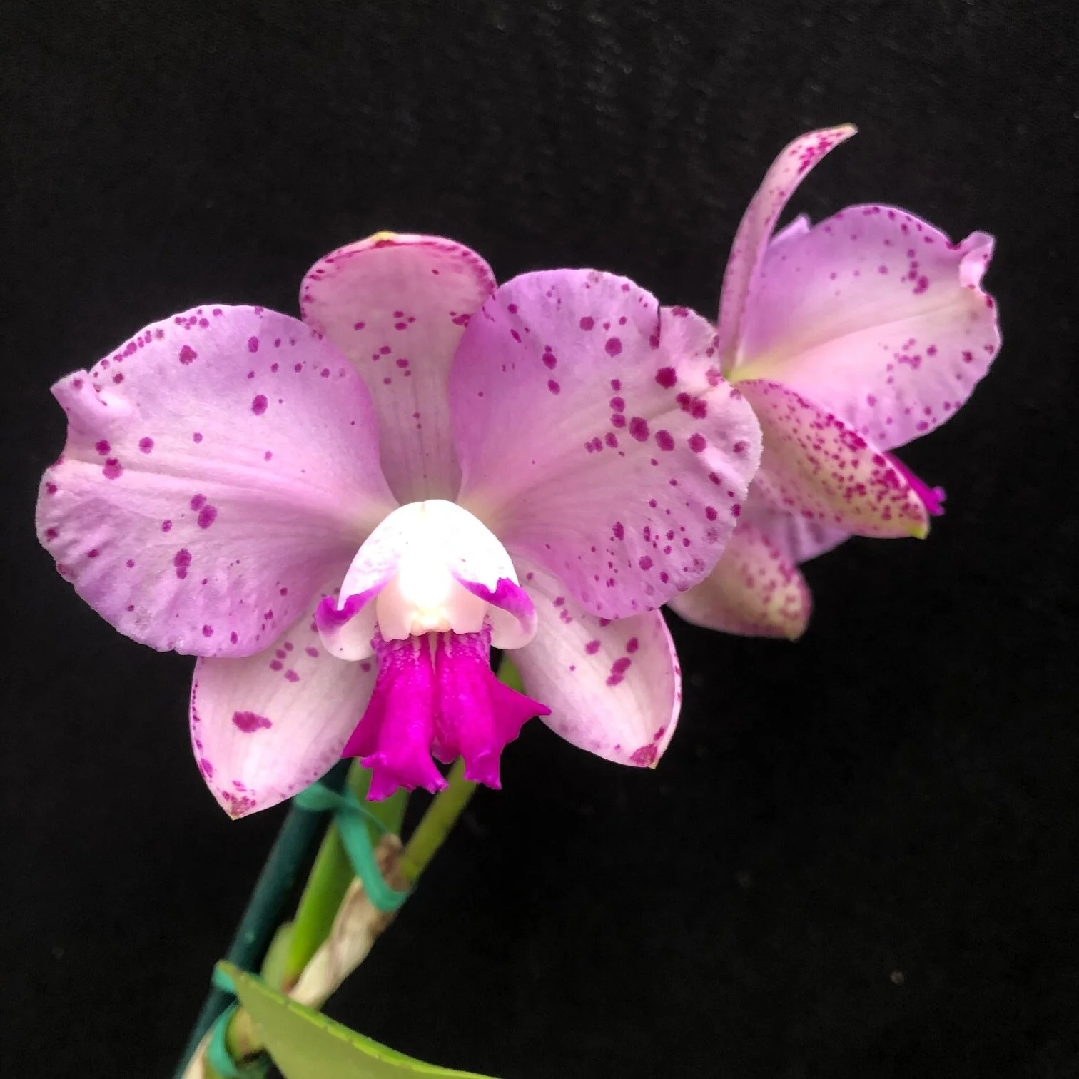 Cattleyas — Cal-Orchid Inc.
