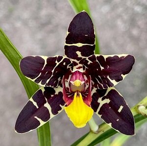 Species — Cal-Orchid Inc.