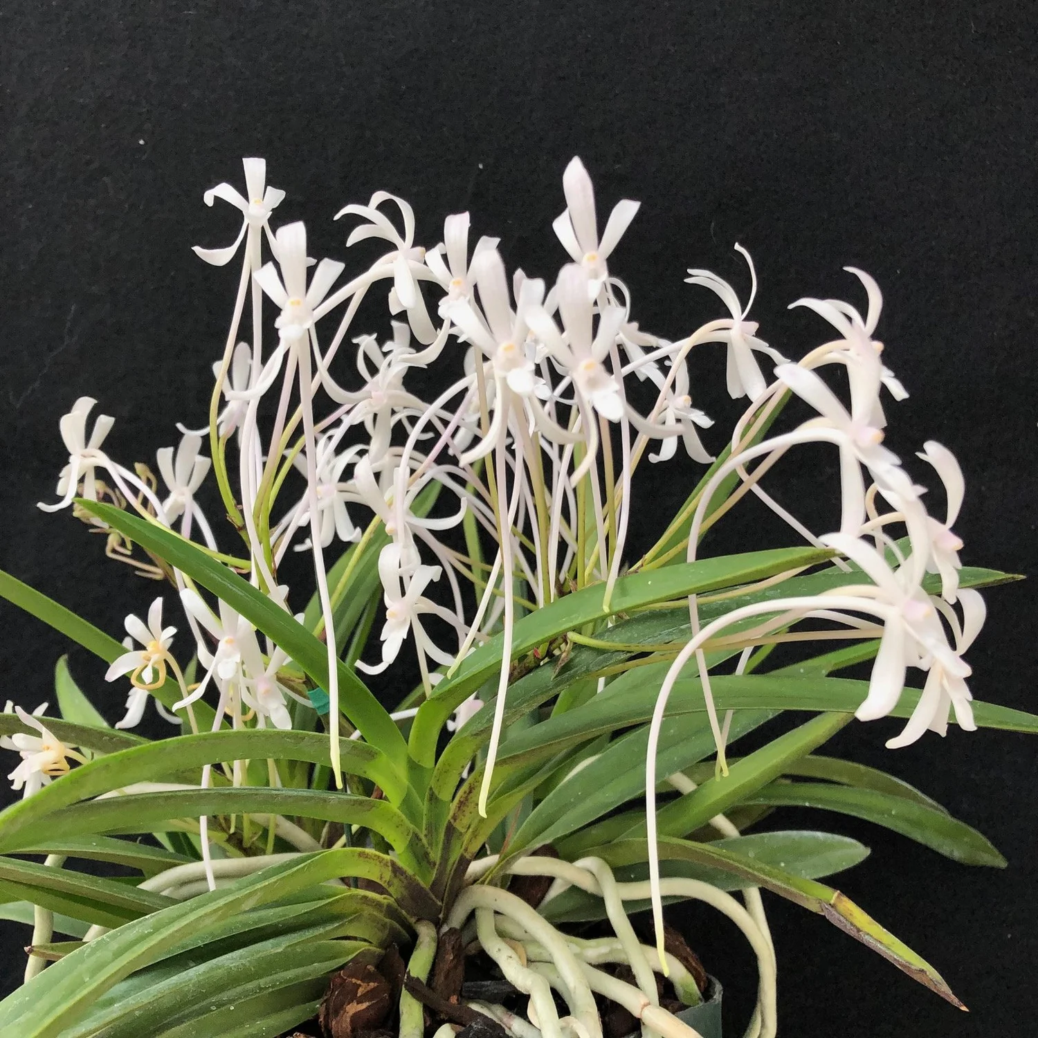 Cal-Orchid Inc.