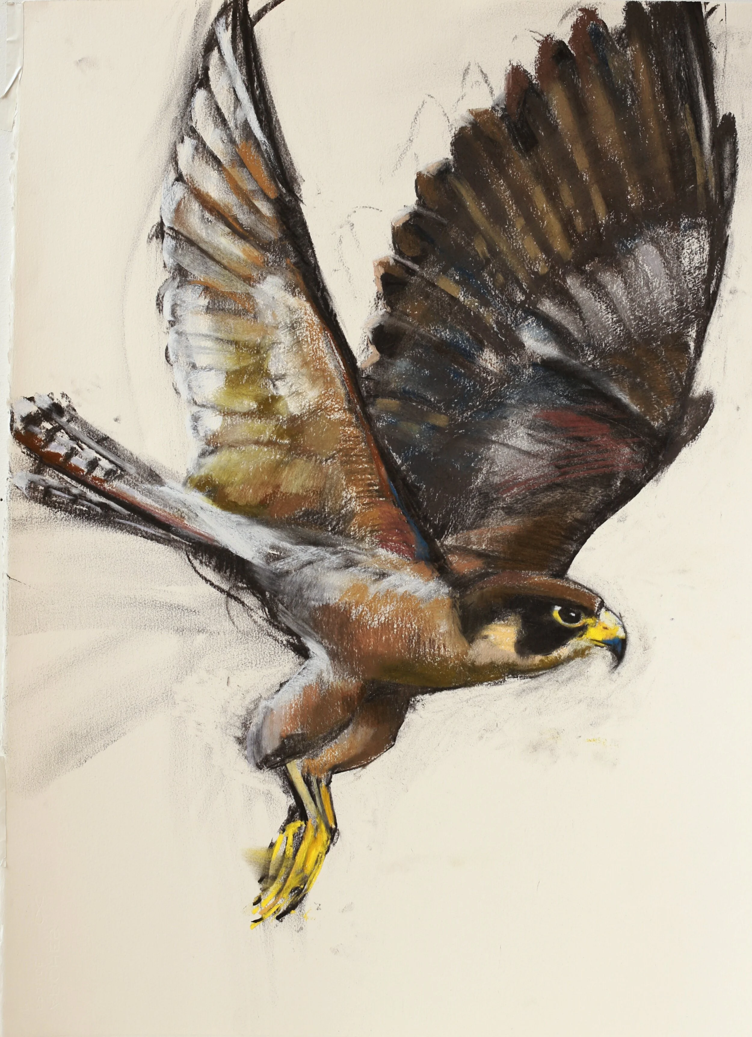 Peregrine Falcon Flying Drawing