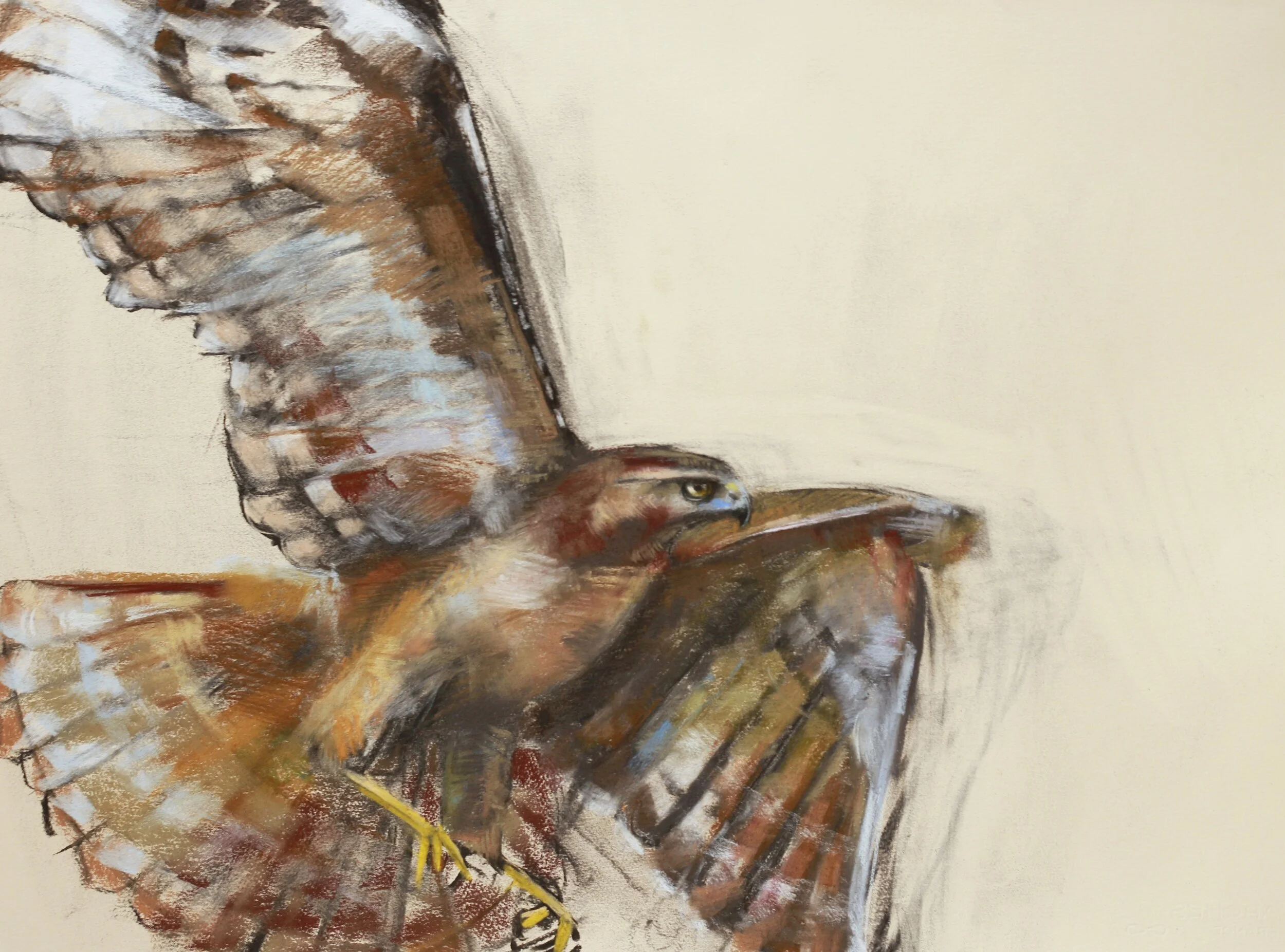 Cool Hawk Drawings