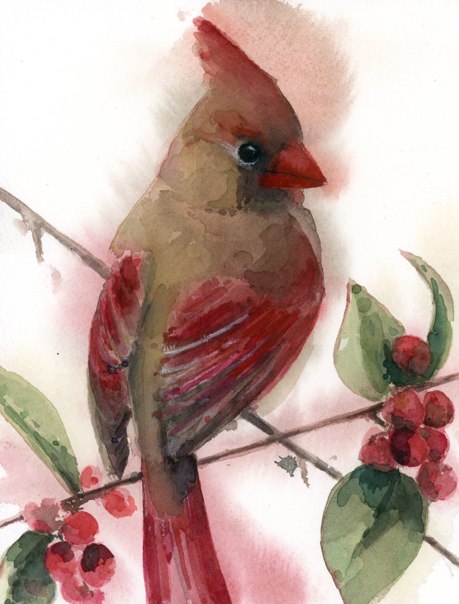 Female Cardinal Bird