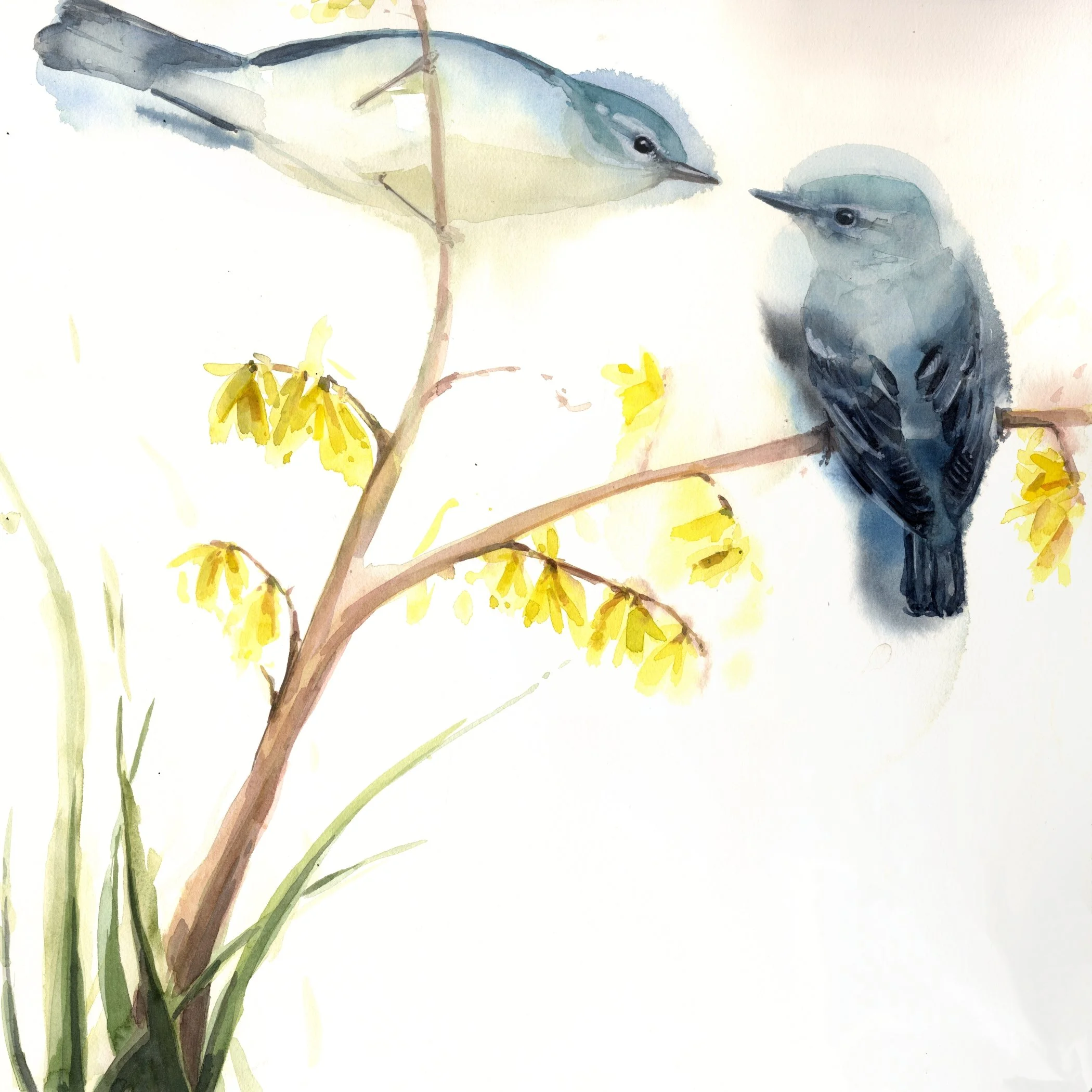 Carolina Wren Pair — Holly Wach