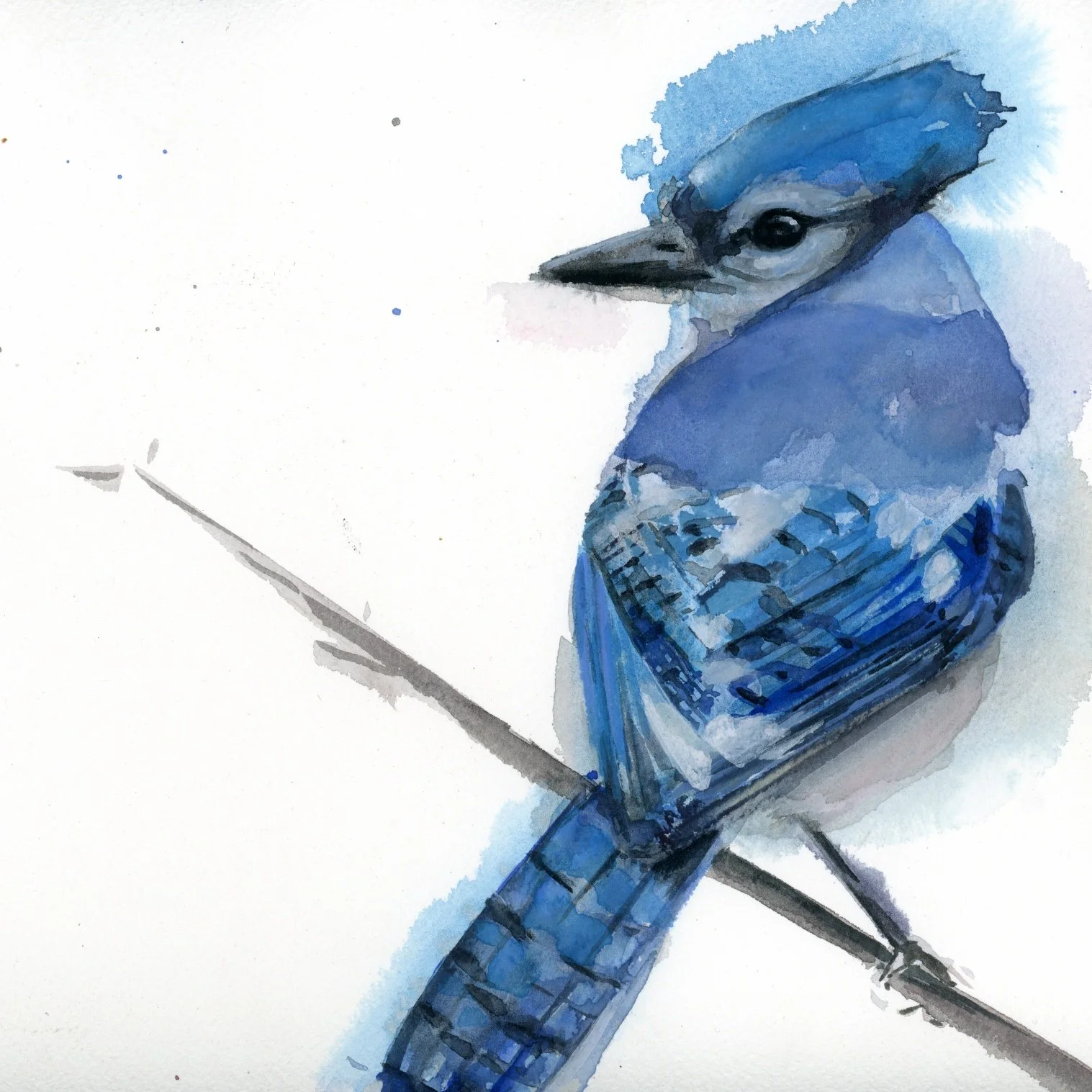 Fledgling Blue Jay Giclee Print — Holly Wach