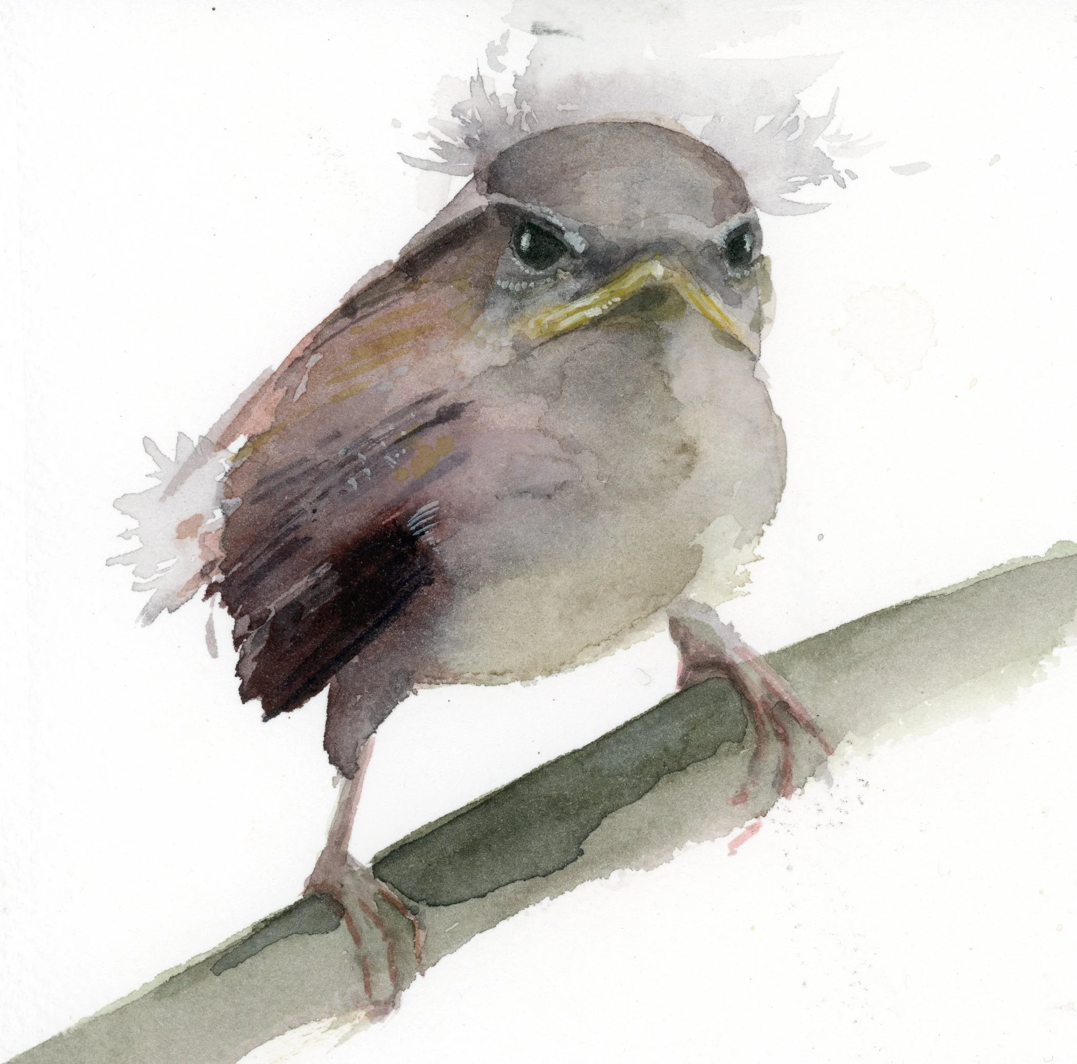 Fledgling Wren - Watercolor - Holly Wach — Holly Wach