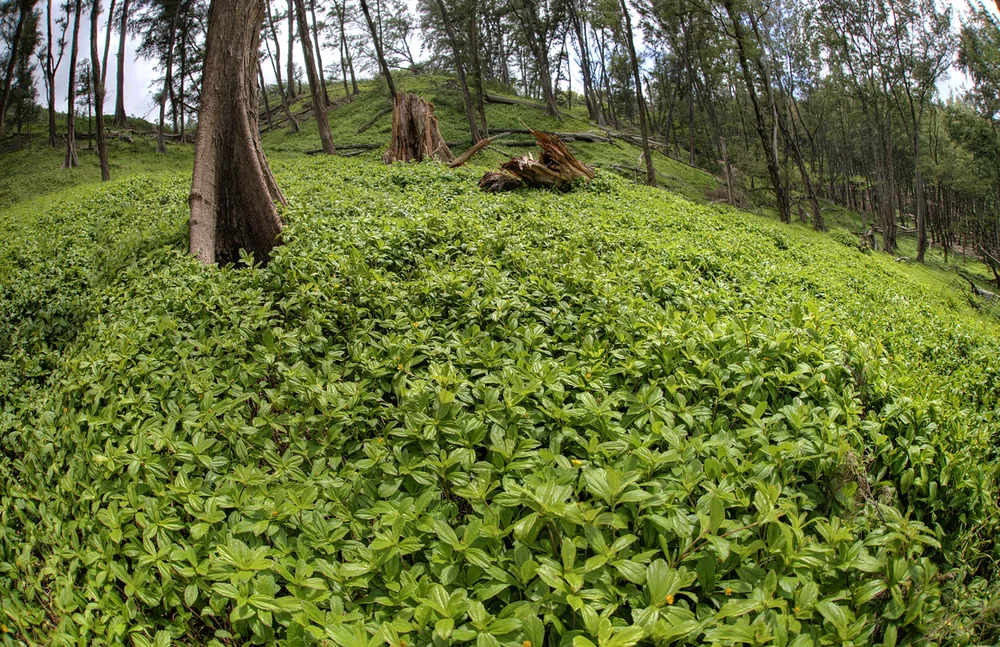 Pololu Valley — Inspired By Nature