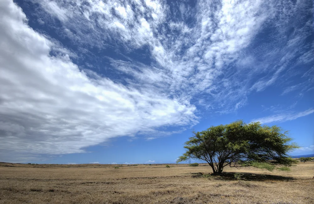 South Point — Inspired By Nature