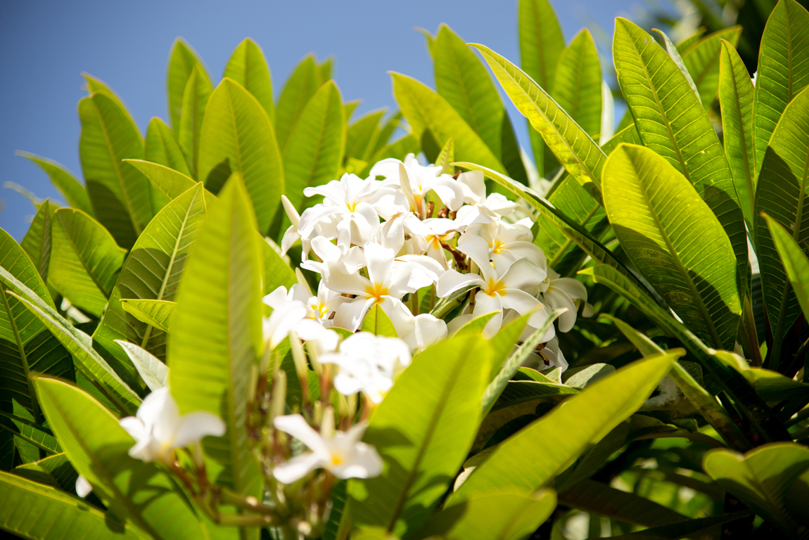 Maui — Inspired By Nature