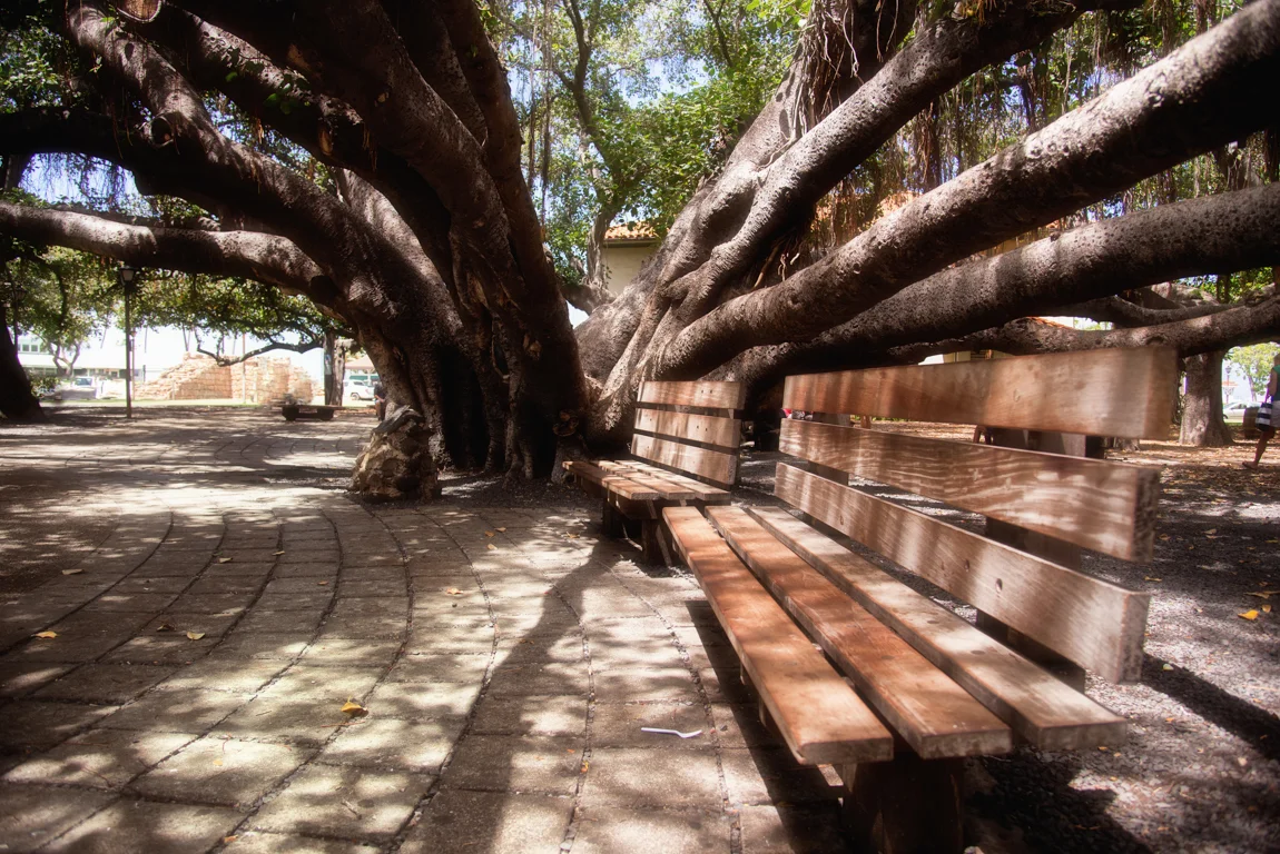 Maui — Inspired By Nature