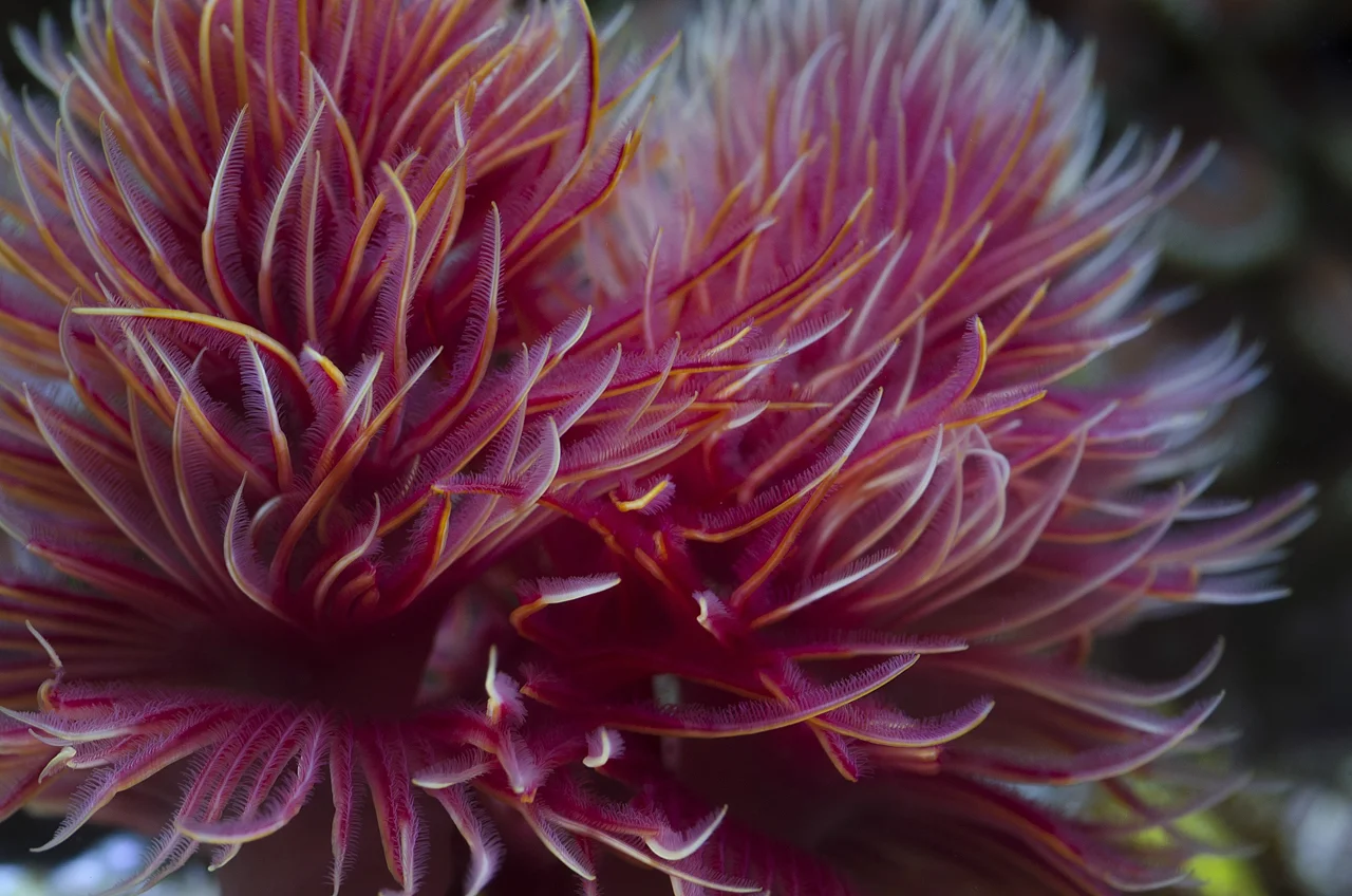 Corals&Anemones — Inspired By Nature