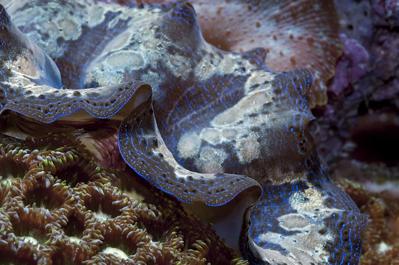Corals&Anemones — Inspired By Nature