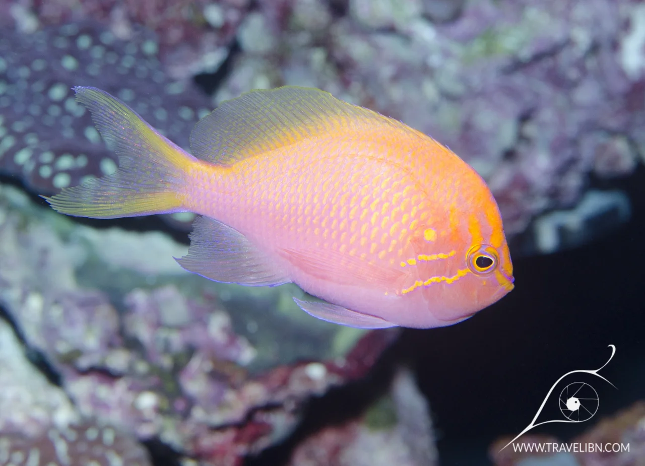 Fish&Invertebrates — Inspired By Nature