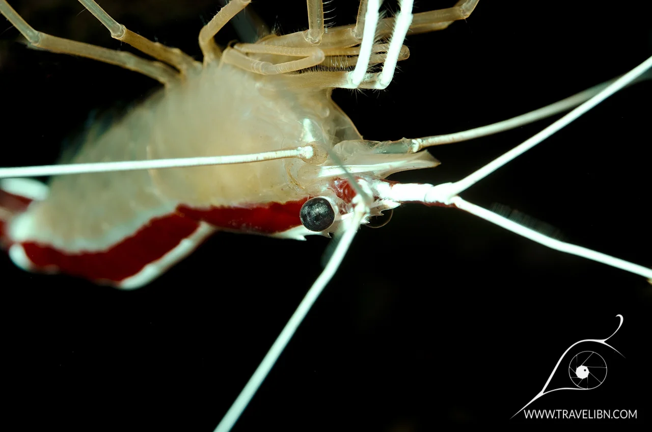 Fish&Invertebrates — Inspired By Nature